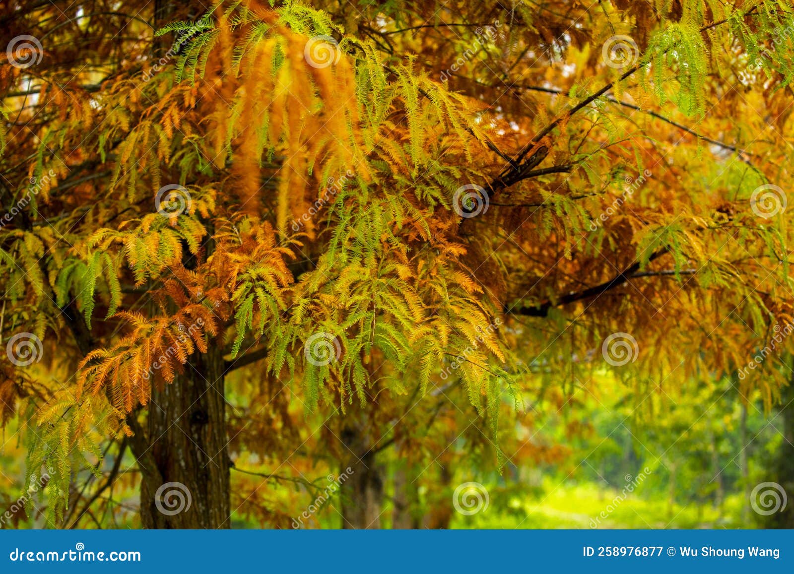 Autumn, Larch, Forest, Larch Leaves, Turning Red Stock Image - Image of ...