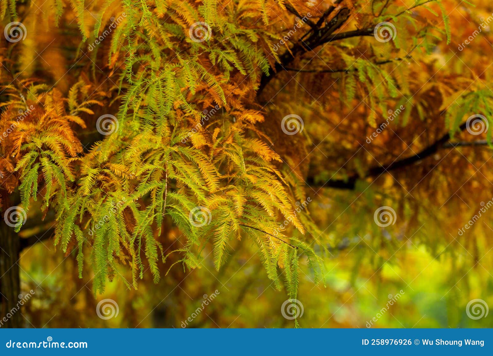 Autumn, Larch, Forest, Larch Leaves, Turning Red Stock Photo - Image of ...