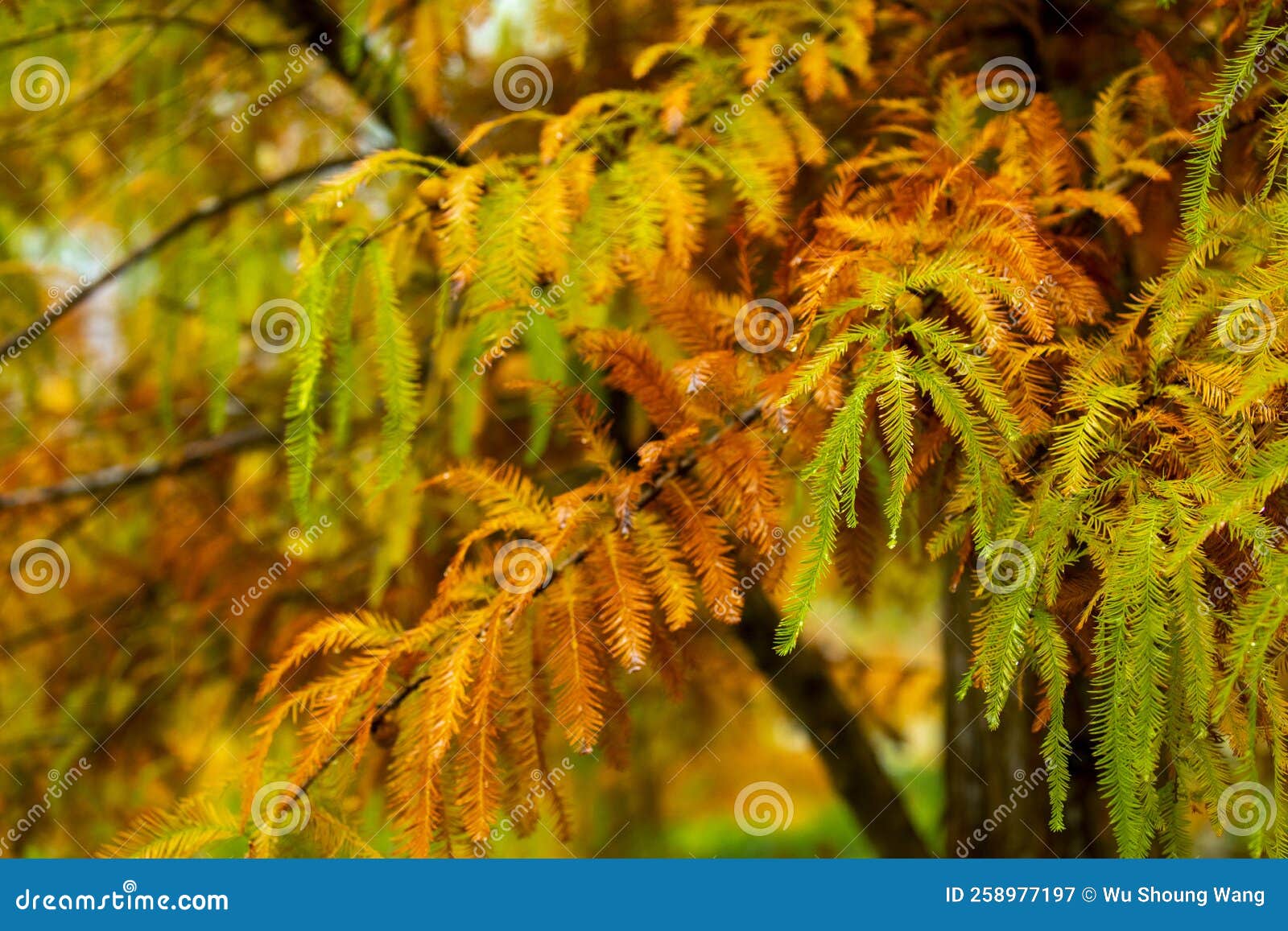 Autumn, Larch, Forest, Larch Leaves, Turning Red Stock Image - Image of ...