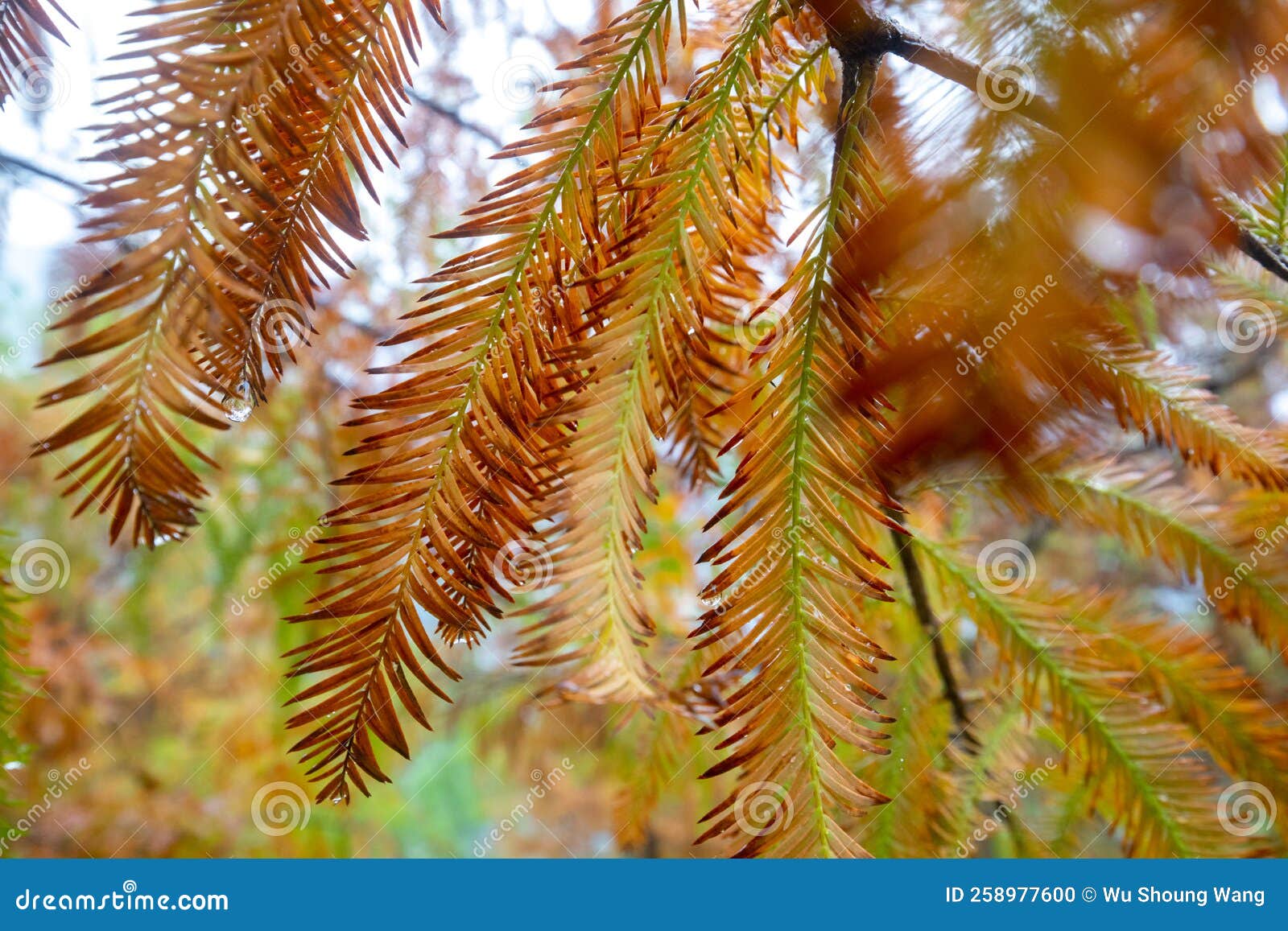 Autumn, Larch, Forest, Larch Leaves, Turning Red Stock Photo - Image of ...