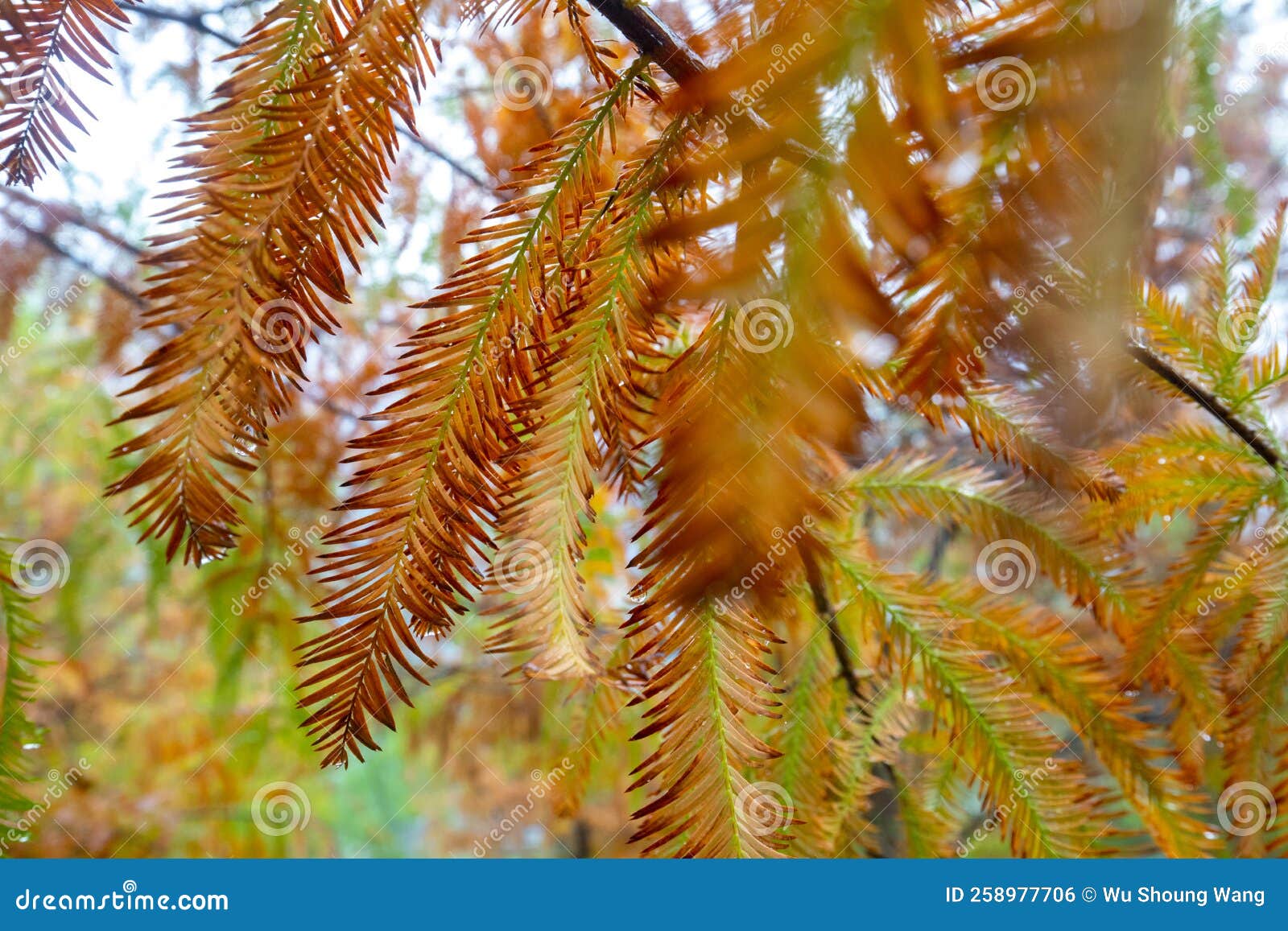 Autumn, Larch, Forest, Larch Leaves, Turning Red Stock Photo - Image of ...
