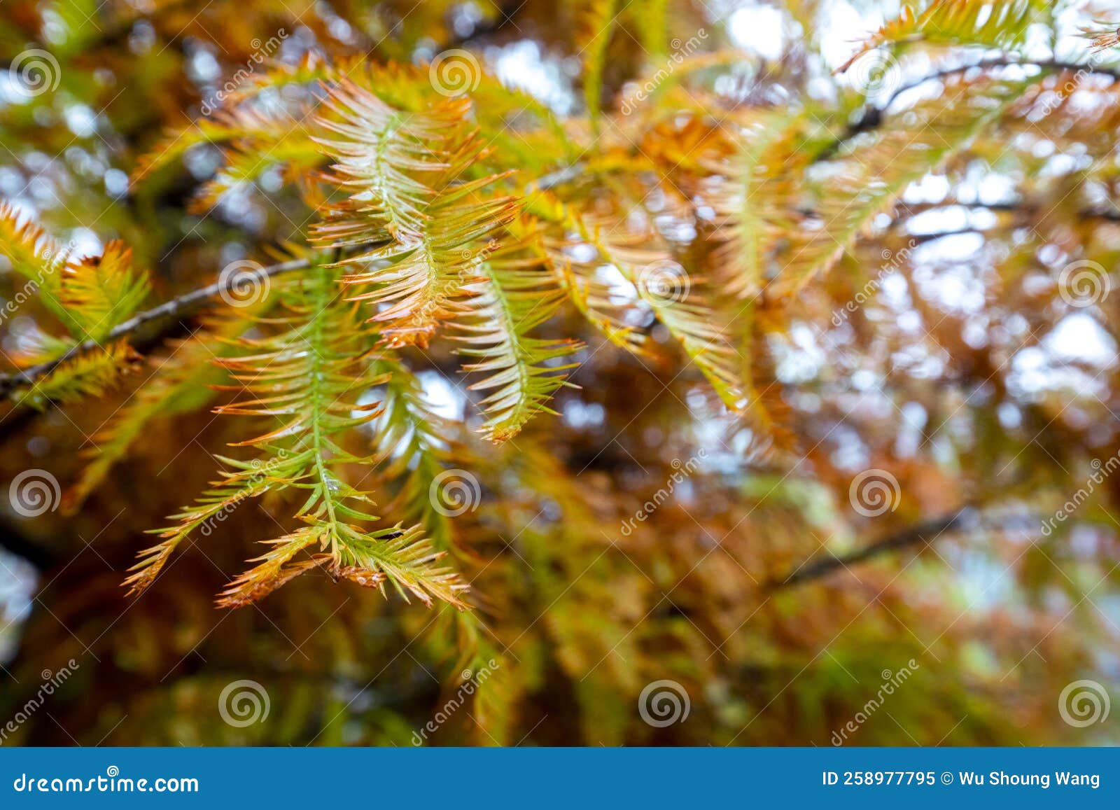 Autumn, Larch, Forest, Larch Leaves, Turning Red Stock Image - Image of ...