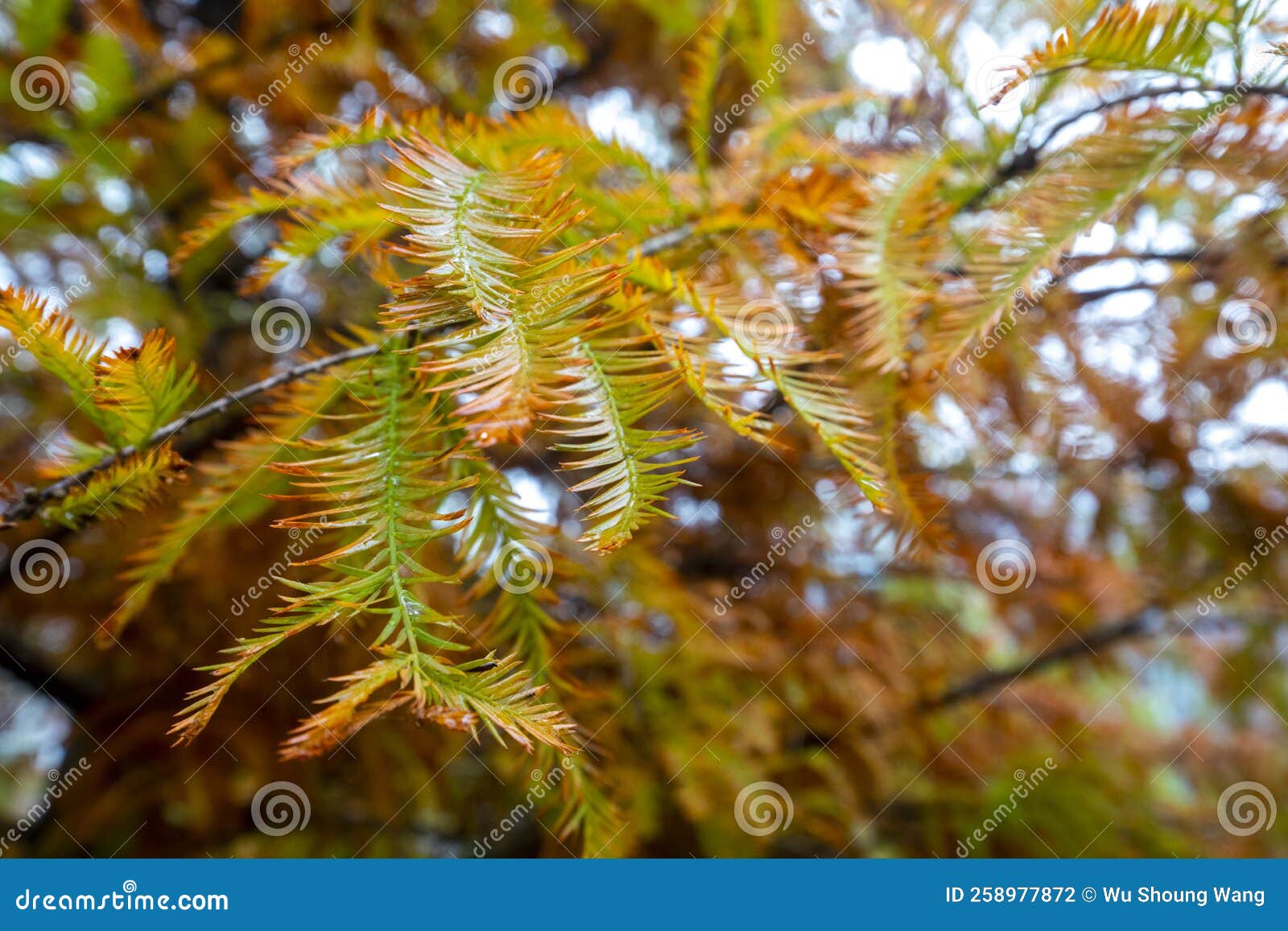 Autumn, Larch, Forest, Larch Leaves, Turning Red Stock Photo - Image of ...