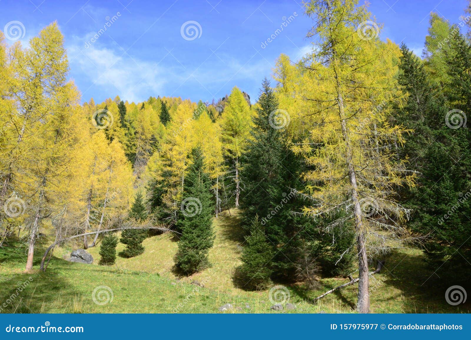 Autumn in the Larch Forests Stock Image - Image of dakota, larch: 157975977