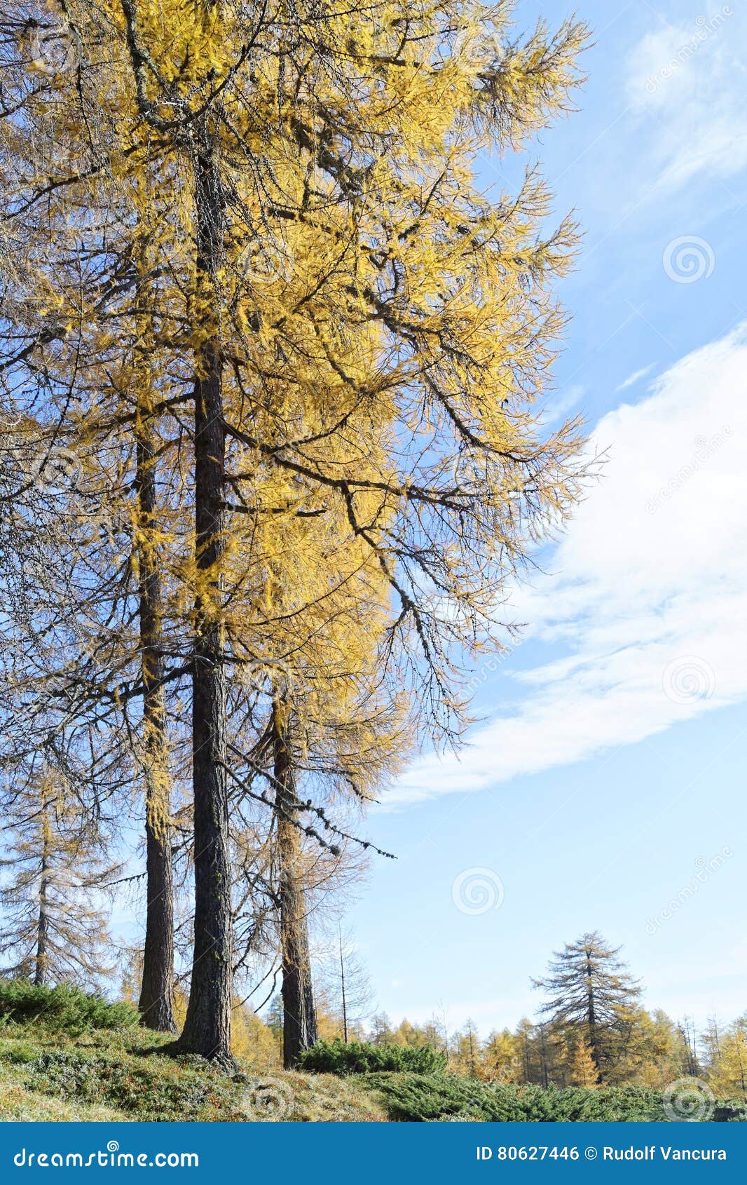 Autumn larch trees stock photo. Image of leaves, fall - 80627446