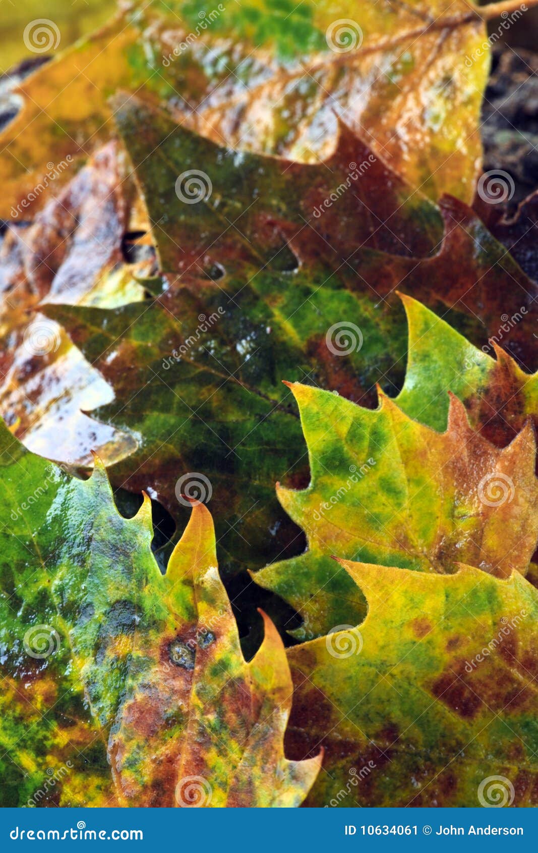 Autumn laves stock image. Image of nature, leaf, maple - 10634061