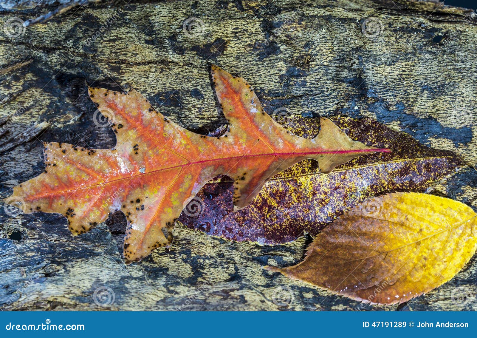 Autumn laves stock image. Image of leaf, plant, colored - 47191289