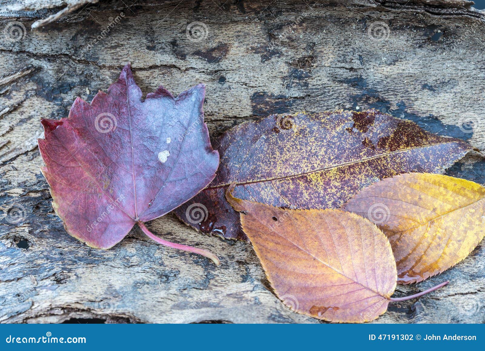 Autumn laves stock photo. Image of close, plants, fall - 47191302