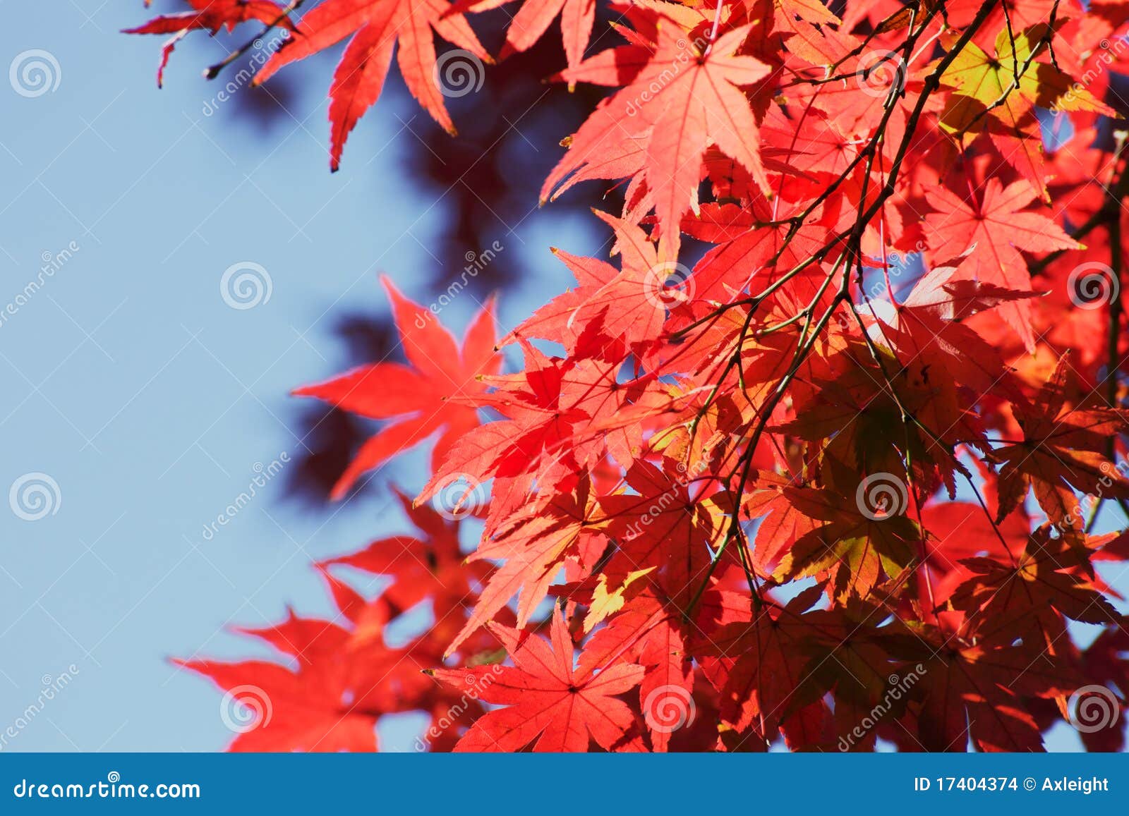 Autumn leaf stock photo. Image of nature, yellow, lake - 17404374