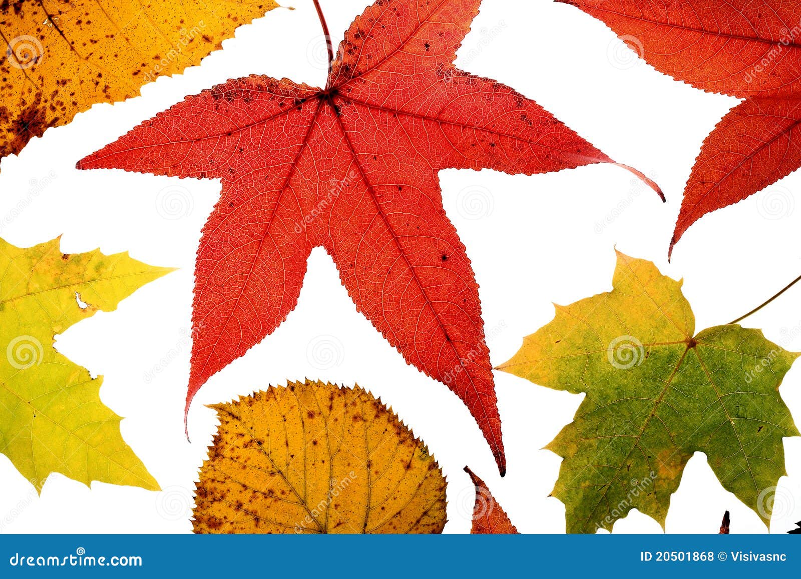 Autumn leaf stock photo. Image of autumn, beautiful, object - 20501868