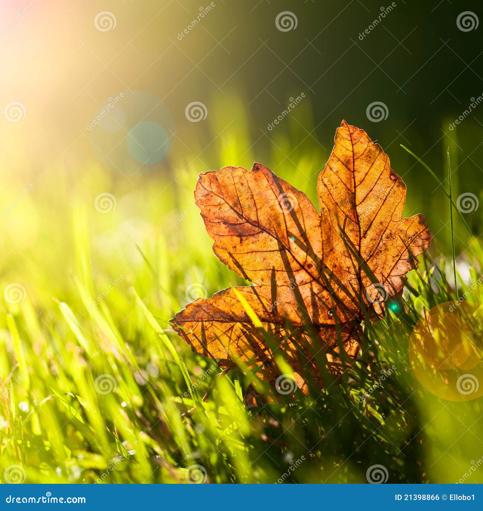 Autumn leaf. stock photo. Image of forest, landscape - 21398866