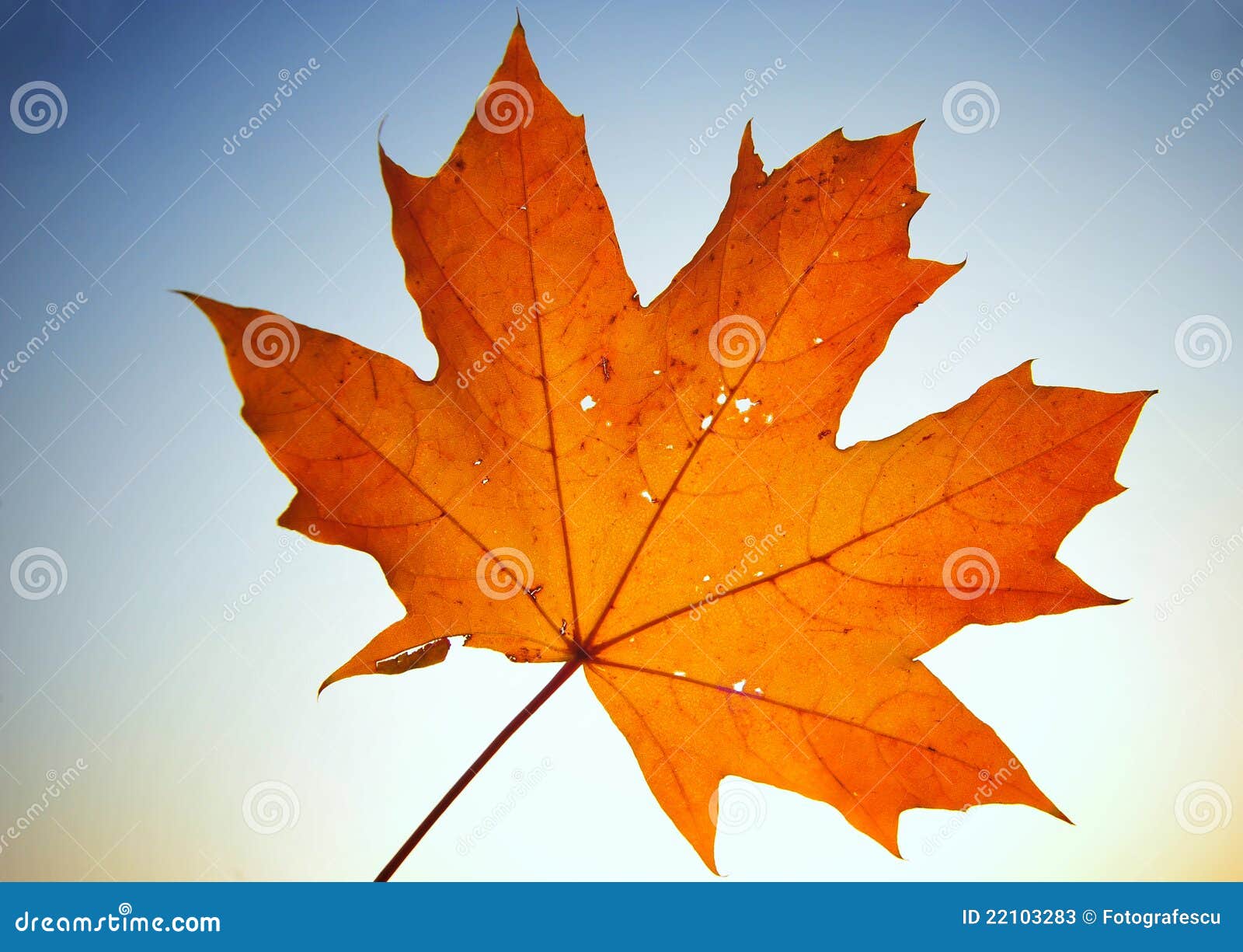 Autumn leaf stock image. Image of leaves, october, natural - 22103283