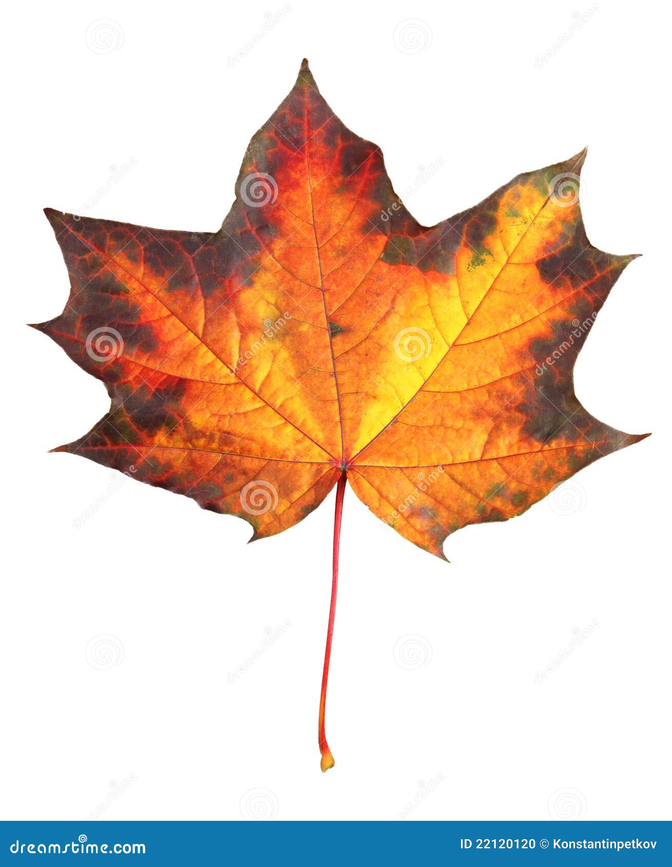 Autumn leaf stock photo. Image of season, object, full - 22120120