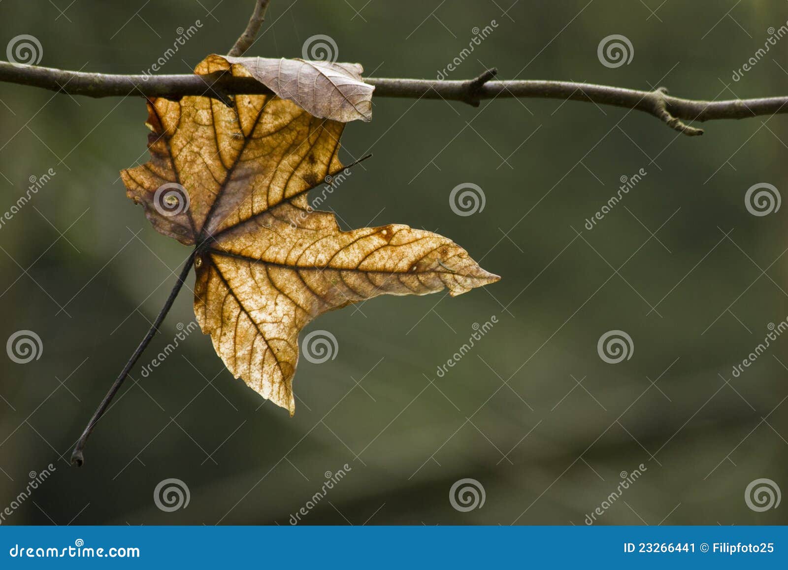 Autumn leaf stock image. Image of single, wrinkled, fall - 23266441