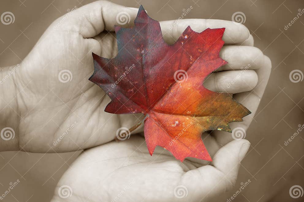 Autumn leaf stock photo. Image of autumn, seaonal, change - 26252522