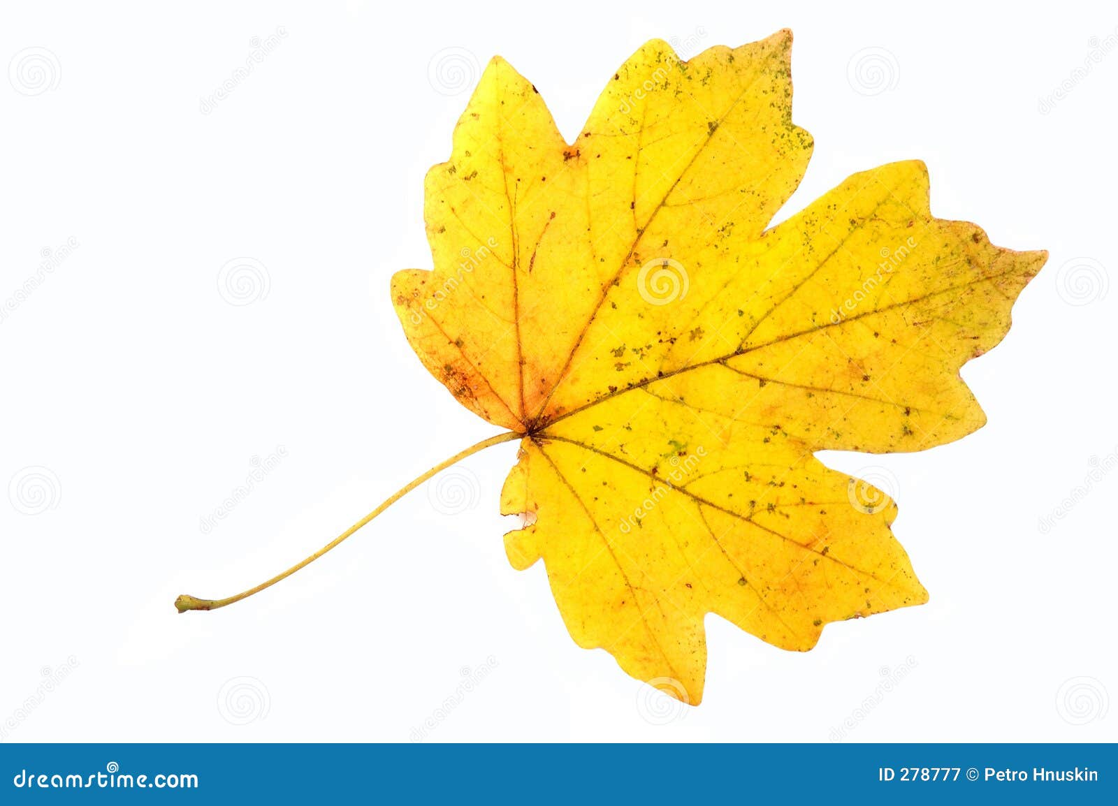 Autumn leaf.. stock image. Image of natural, path, november - 278777