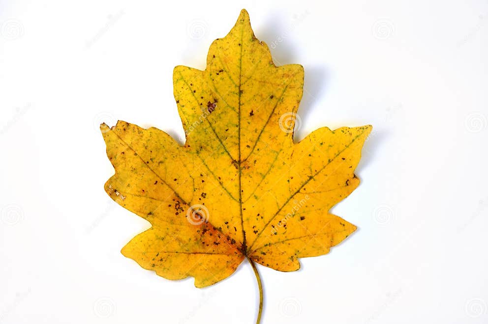 Autumn leaf... stock photo. Image of september, texture - 278876