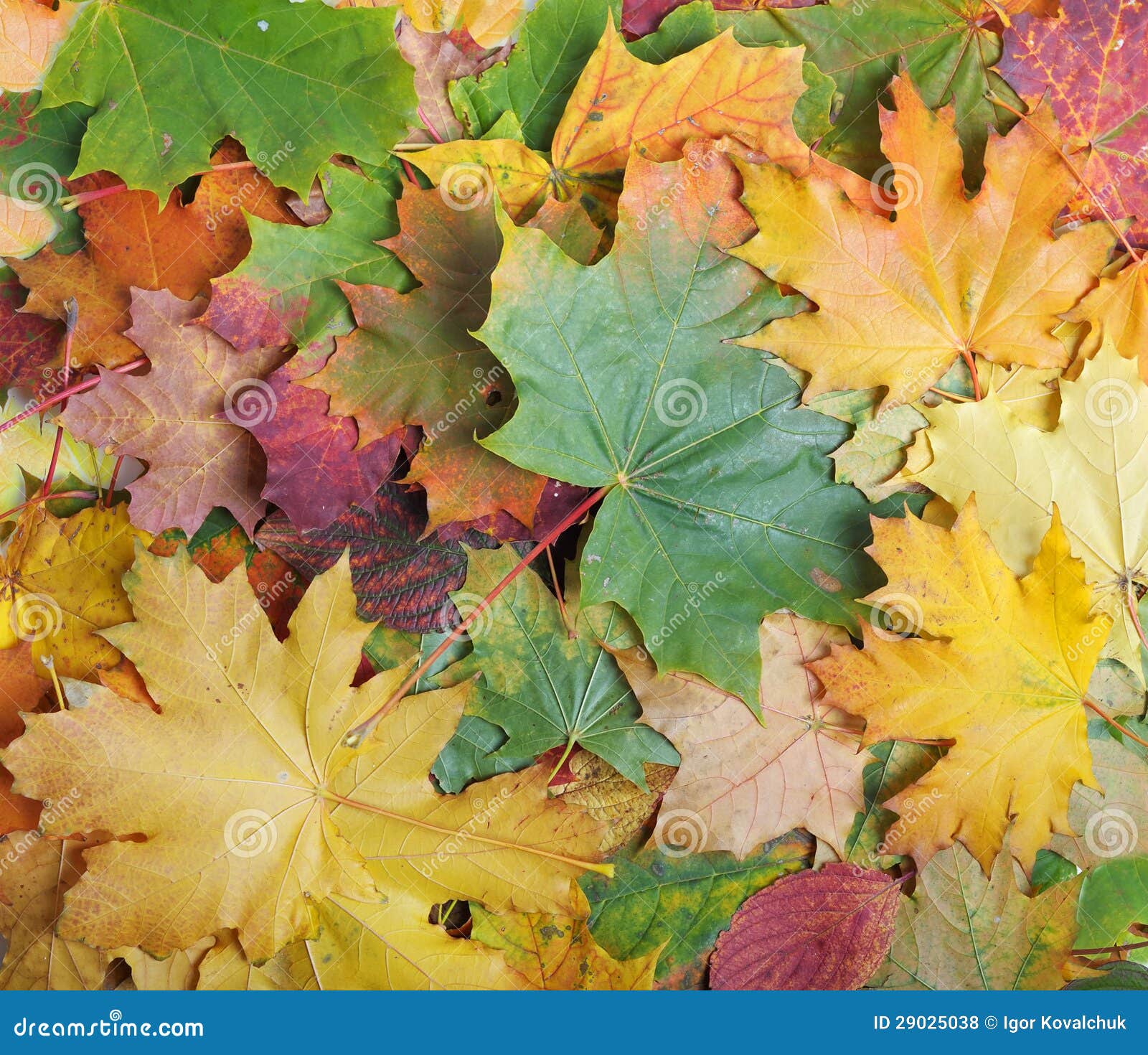 Autumn leaf stock photo. Image of beautiful, autumn, orange - 29025038