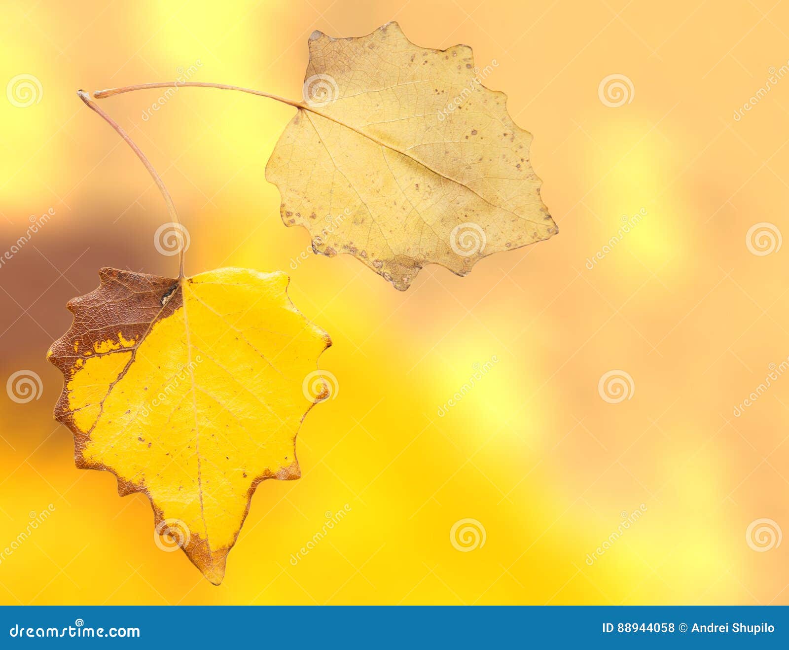 Autumn Leaf on Abstract Background Stock Photo - Image of backdrop ...