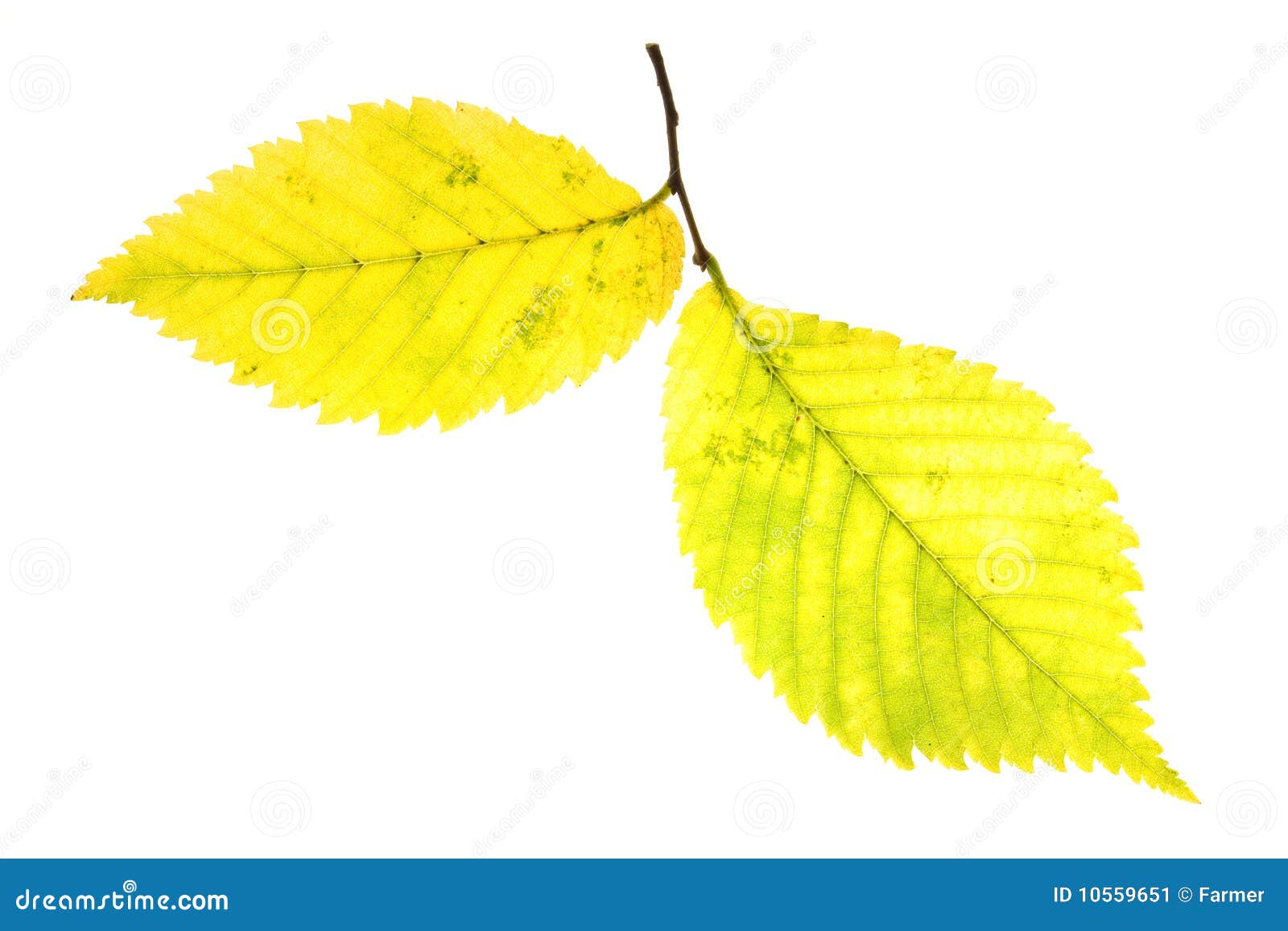 Red Alder Tree Wood Texture Royalty Free Stock Image 121316512