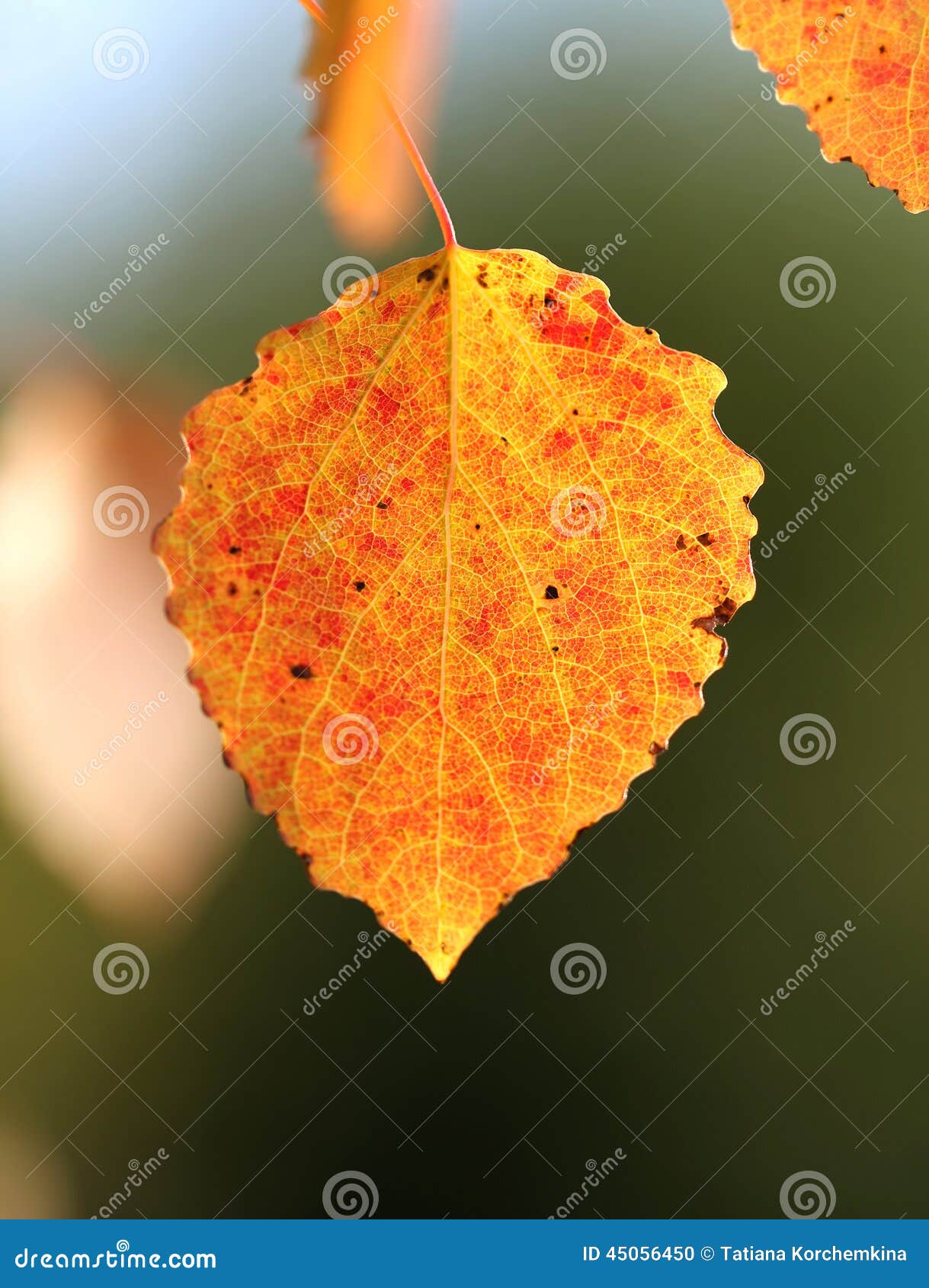 Autumn leaf aspen stock photo. Image of macro, colorful - 45056450