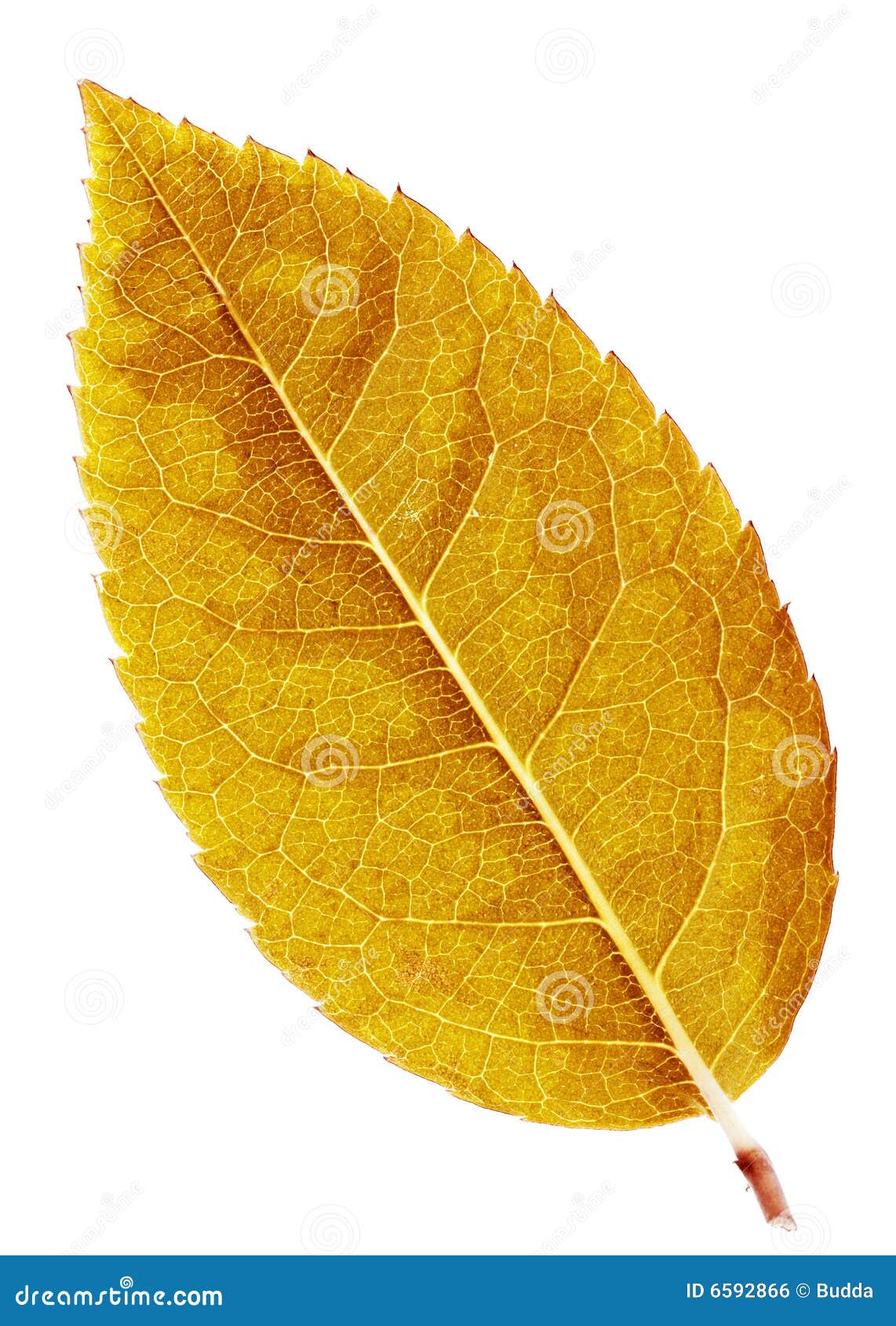 Autumn Leaf Background stock photo. Image of object, pattern - 6592866