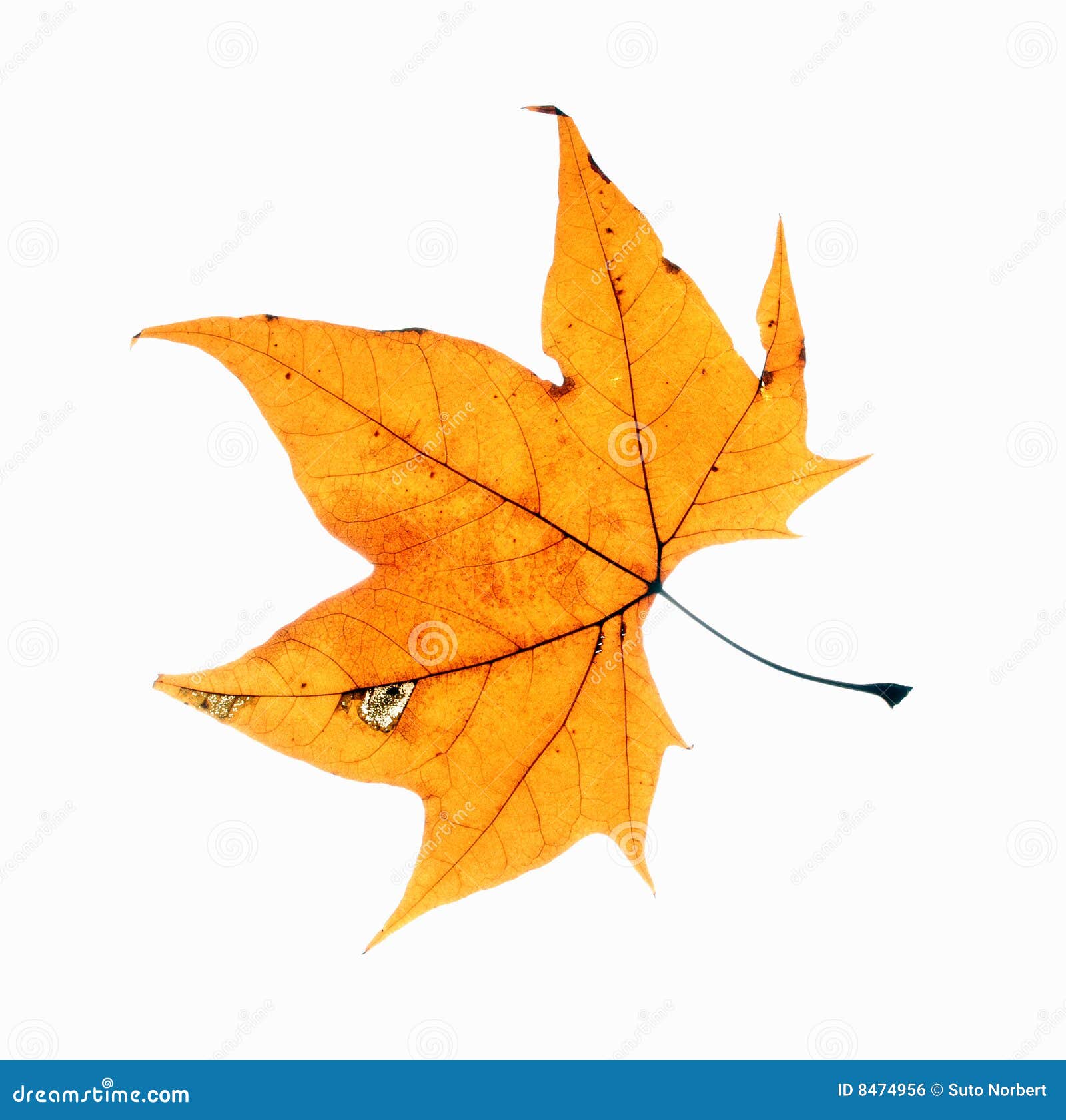 Autumn leaf background stock photo. Image of seasons, macro - 8474956