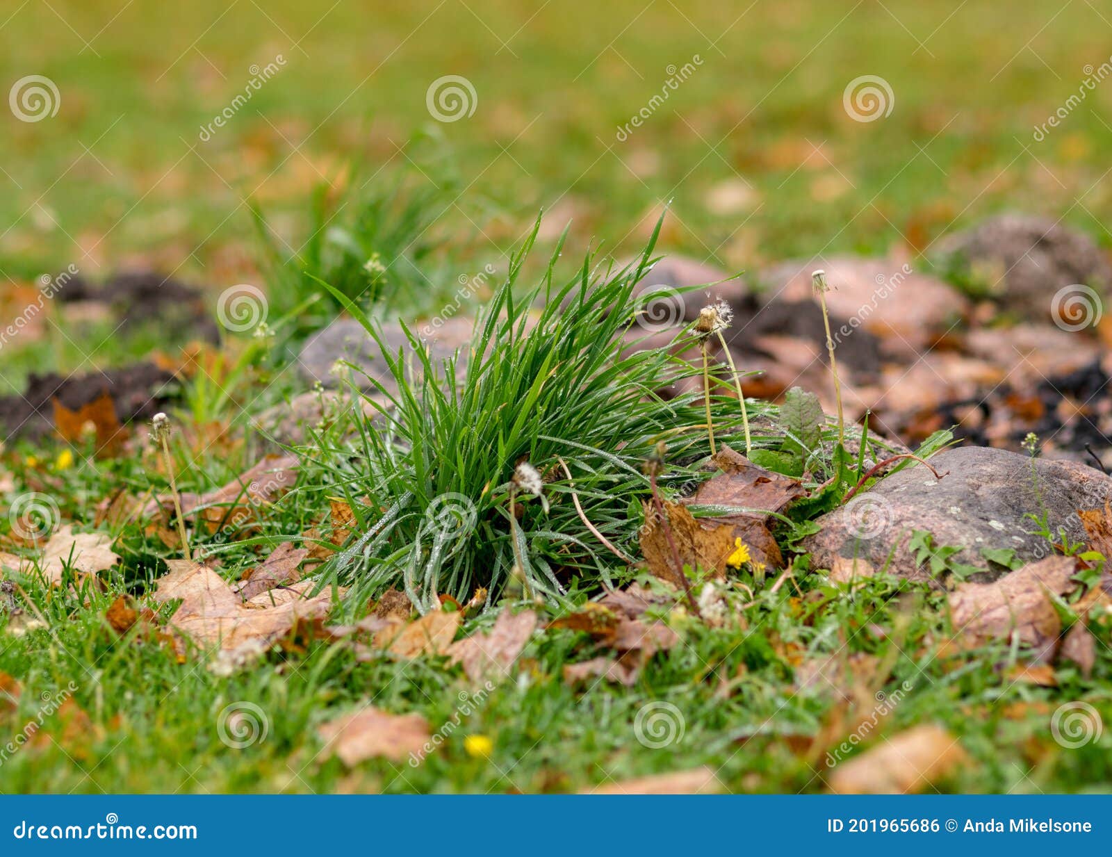 Autumn Leaf Background, Green Grass Cluster, Ground Texture in Autumn ...