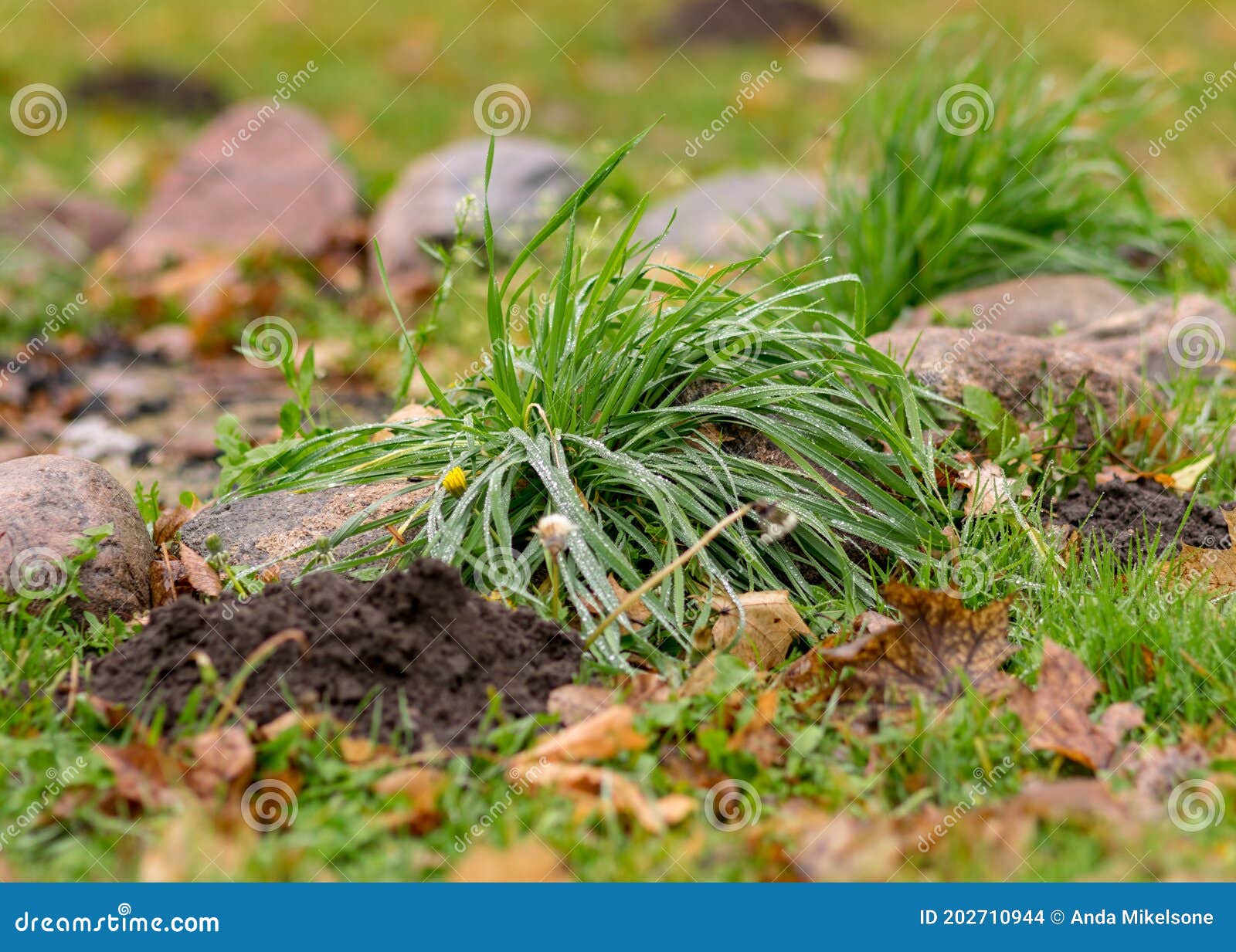 Autumn Leaf Background, Green Grass Cluster, Ground Texture in Autumn ...
