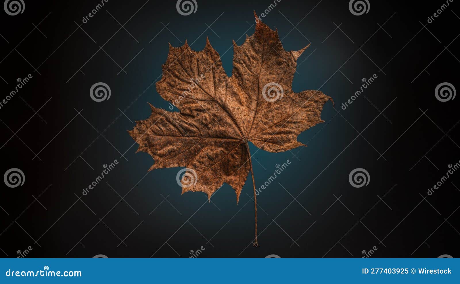 Autumn Leaf in Background of Night Sky Stock Image - Image of ...