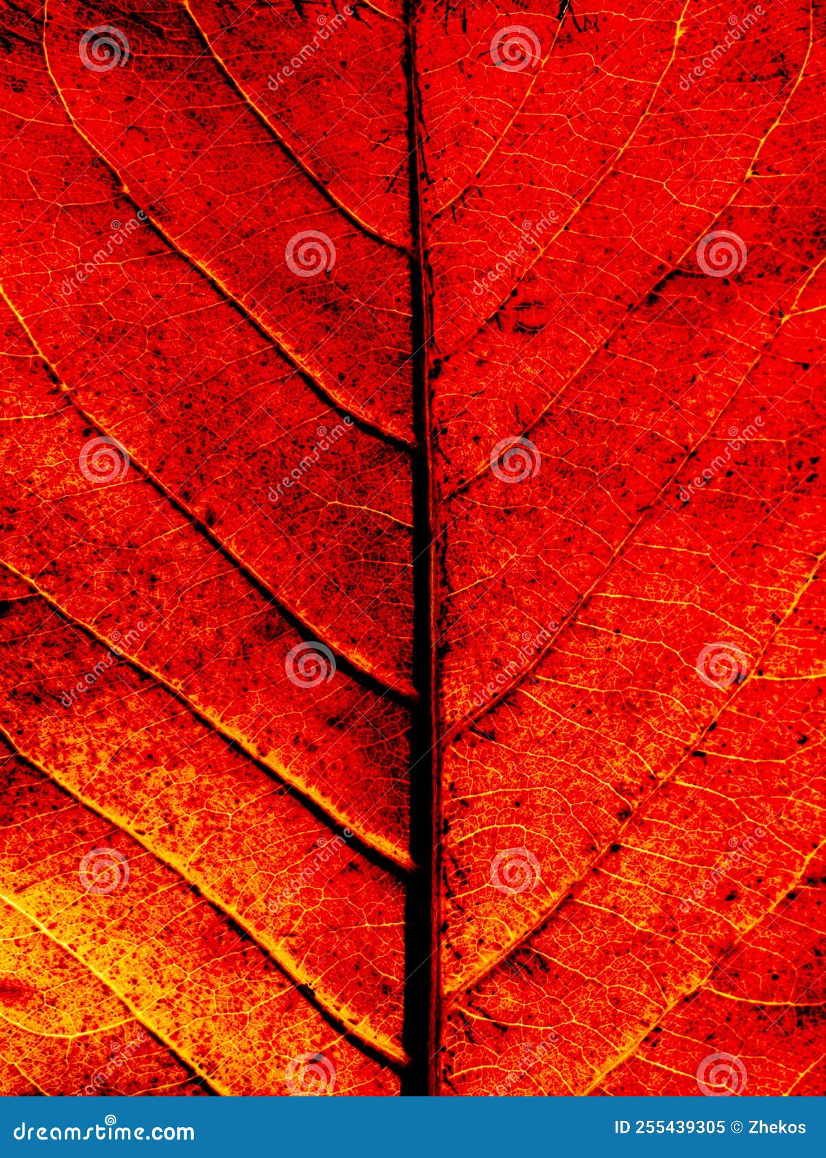 Autumn Leaf Background stock image. Image of nature - 255439305