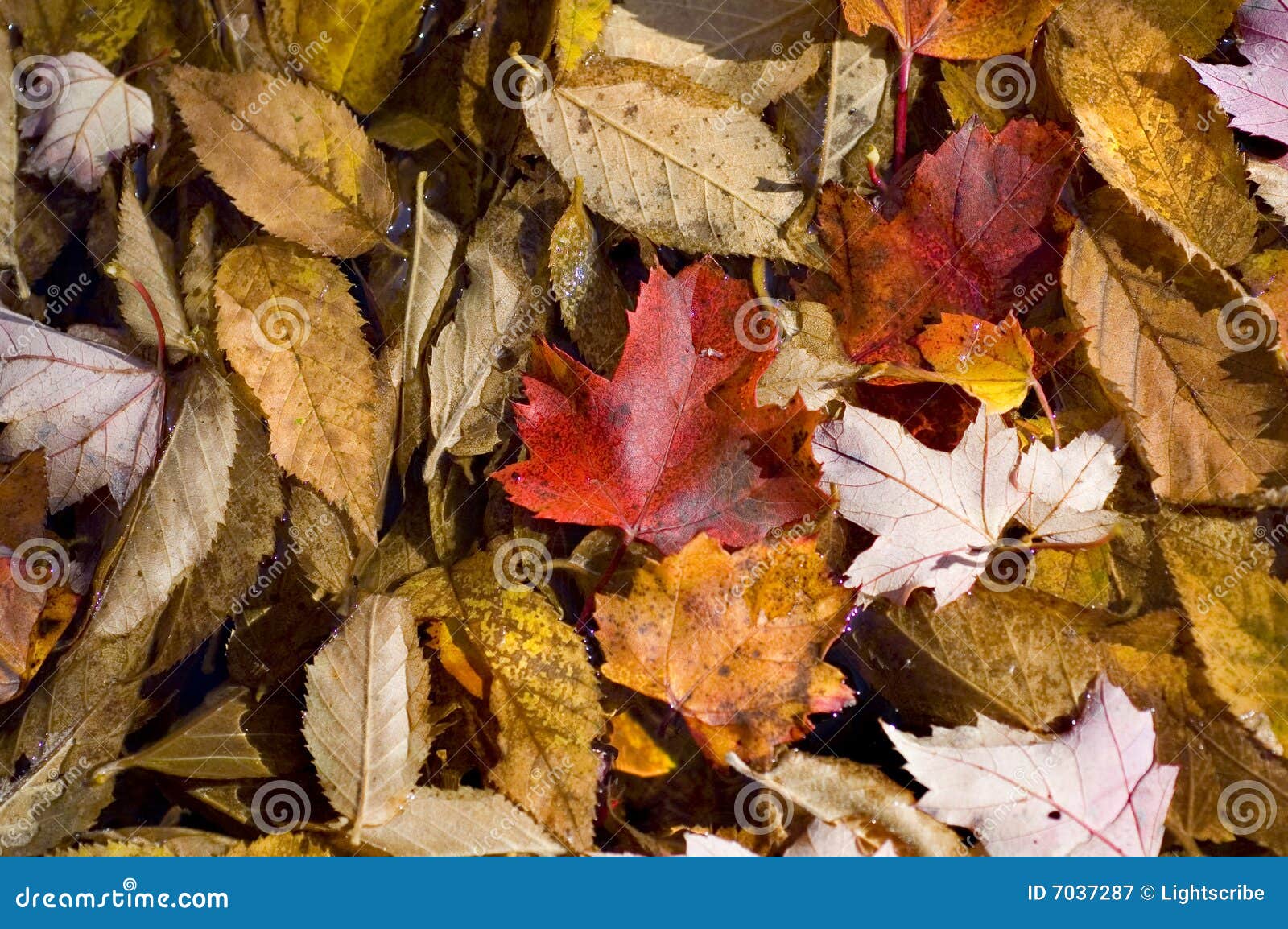 Autumn Leaf Background Texture Stock Image | CartoonDealer.com #7037287