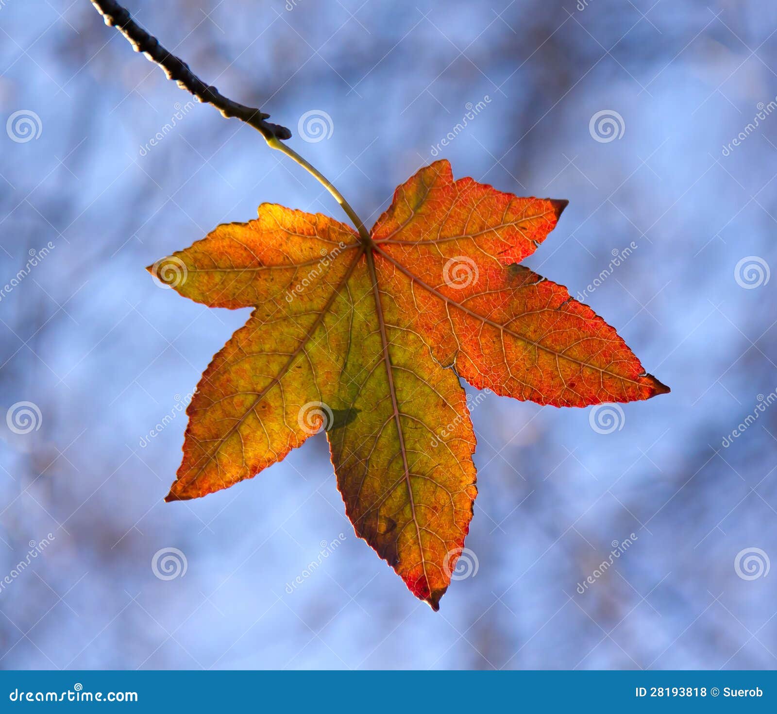 Autumn Leaf Backlit stock photo. Image of american, fall - 28193818