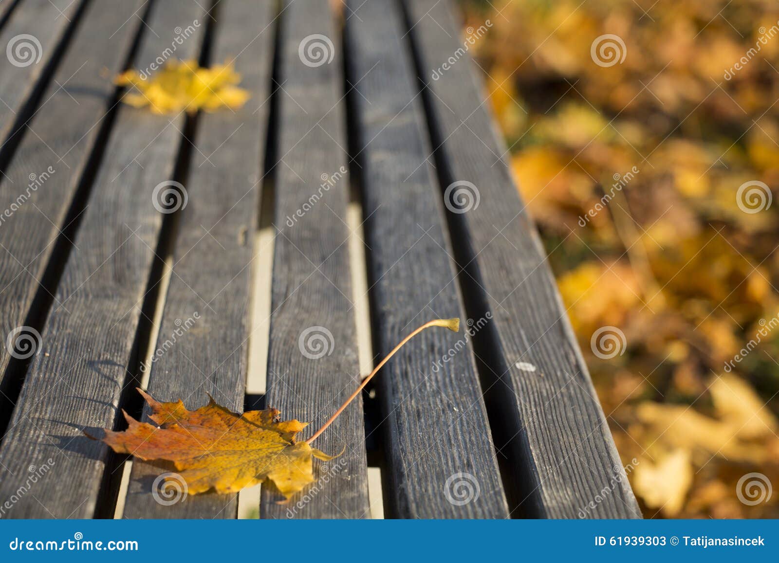 Autumn Leaf on a Bench in a Park Stock Image - Image of location ...