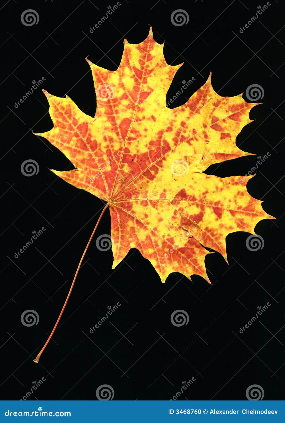 Autumn leaf on black stock photo. Image of detail, close - 3468760