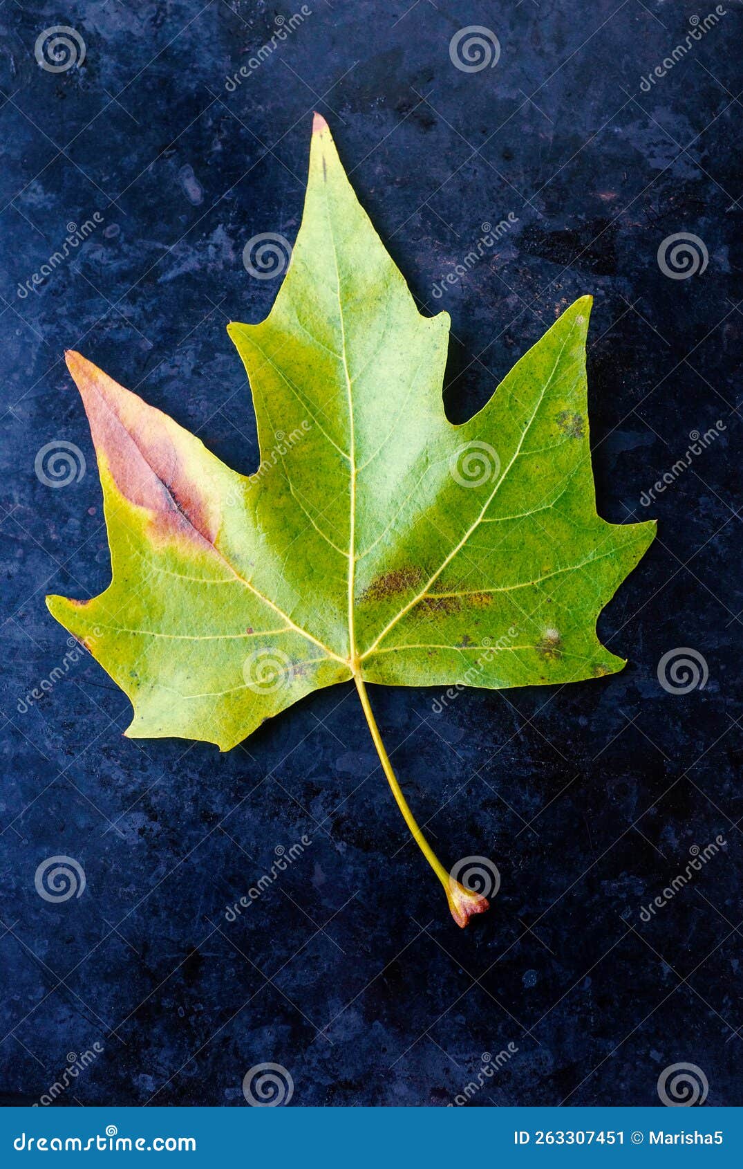 Autumn leaf on black stock image. Image of colorful - 263307451