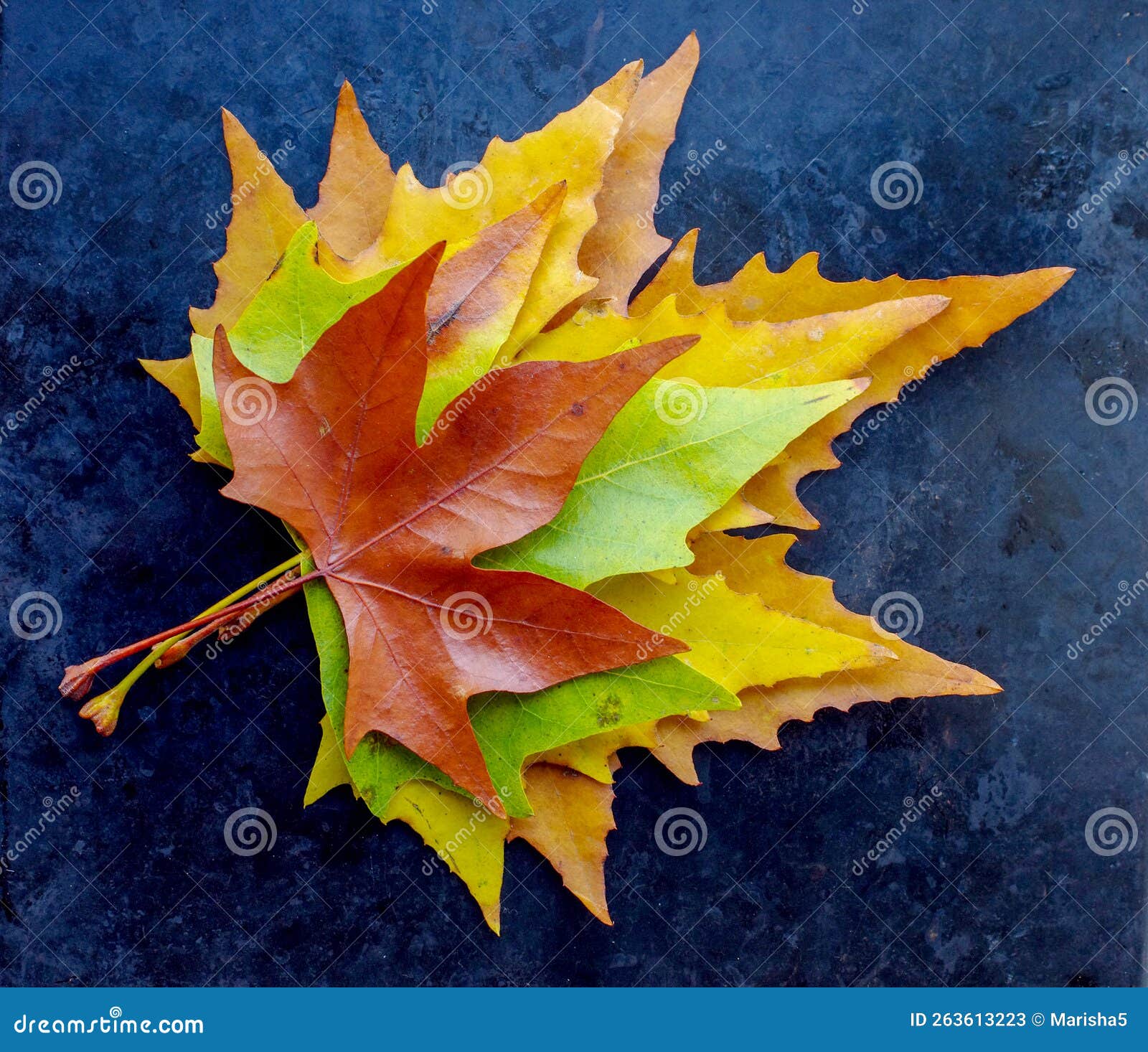 Autumn leaf on black stock image. Image of leaves, black - 263613223