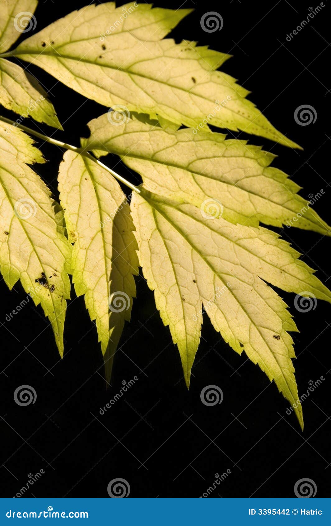 Autumn Leaf, Black Background Stock Photo - Image of beautiful, autumn ...