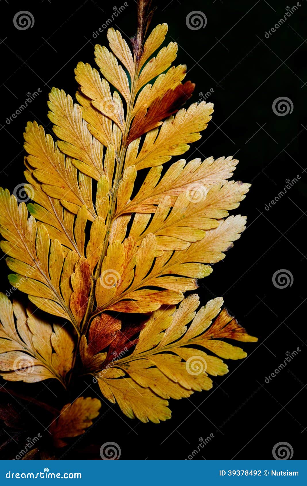 Autumn Leaf on a Black Background Stock Photo - Image of lush, path ...