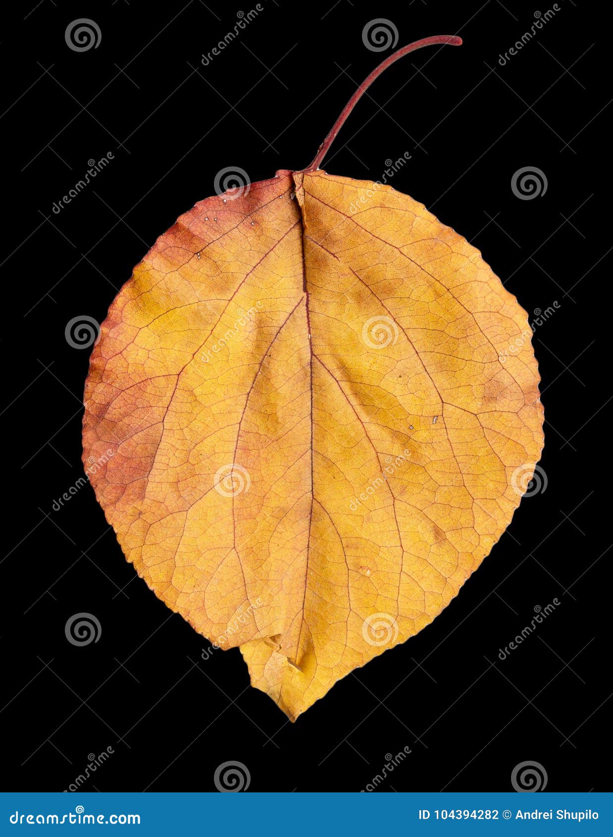 Autumn Leaf on a Black Background Stock Photo - Image of nature, maple ...
