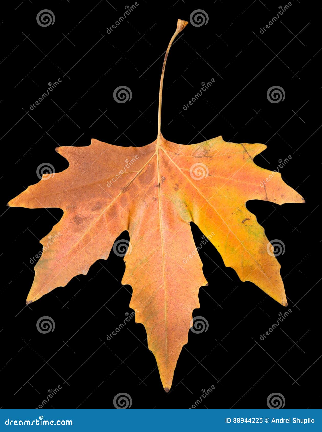 Autumn Leaf on a Black Background Stock Image - Image of background ...