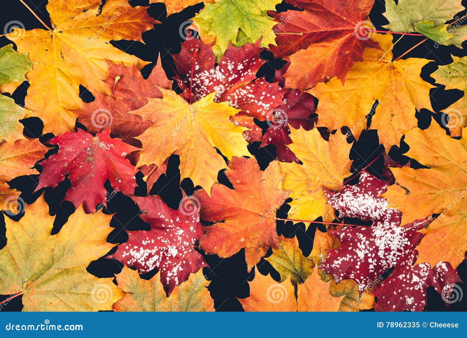 Autumn Leaf on Black Background Stock Image - Image of background, fall ...