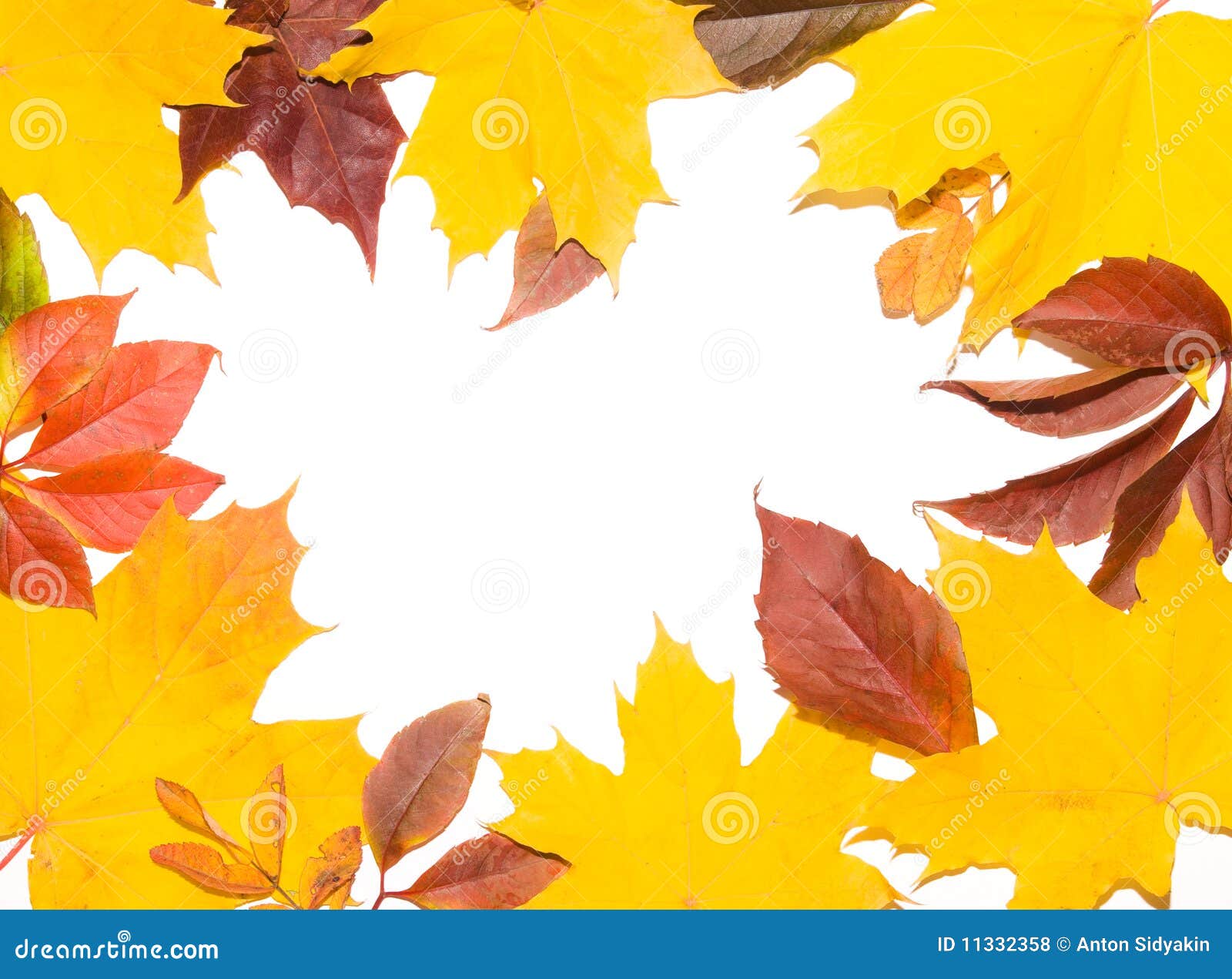 Autumn leaf border stock photo. Image of floral, biology - 11332358