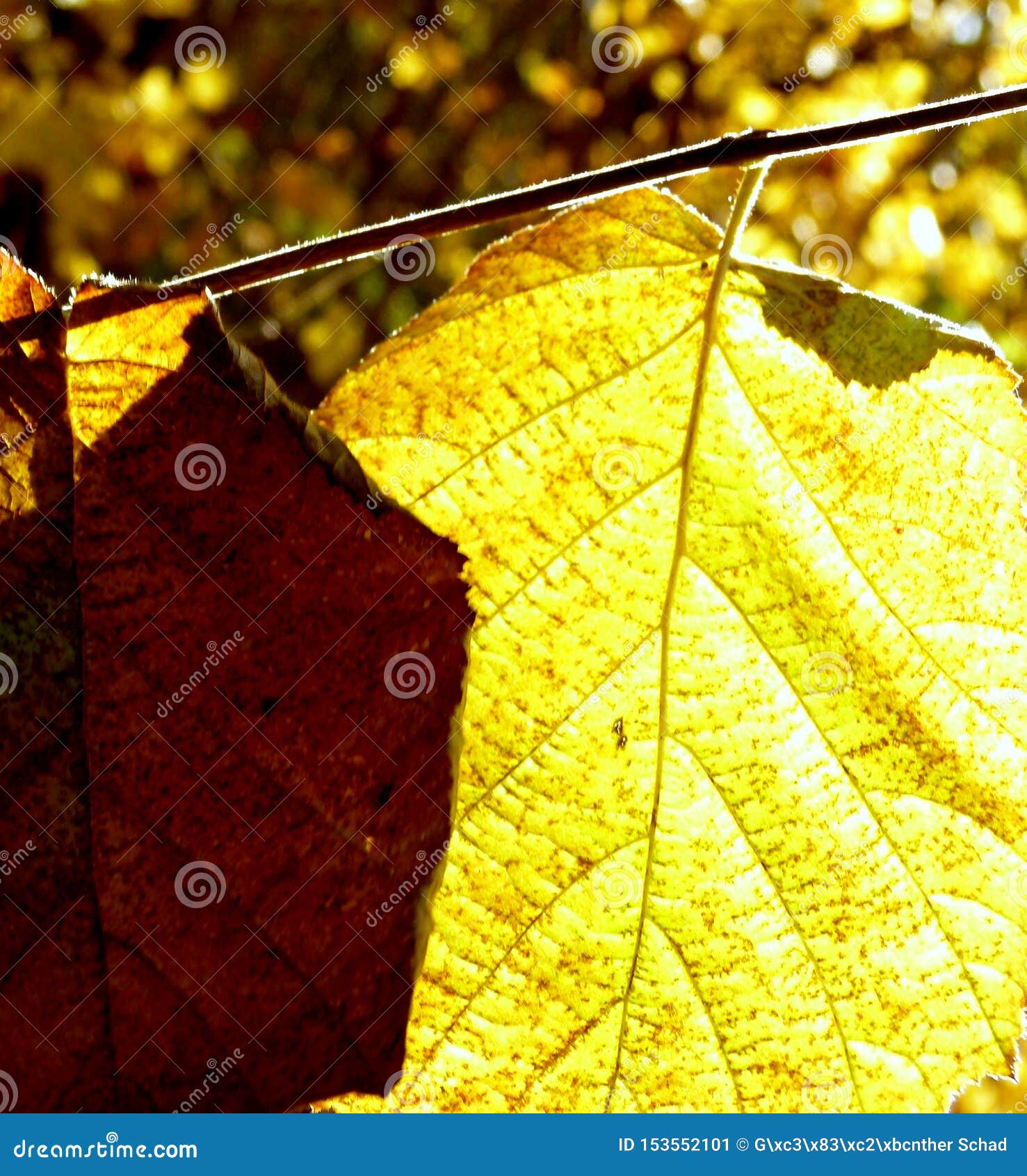 Autumn Leaf on the Branch Illuminated by the Sun Stock Image - Image of ...