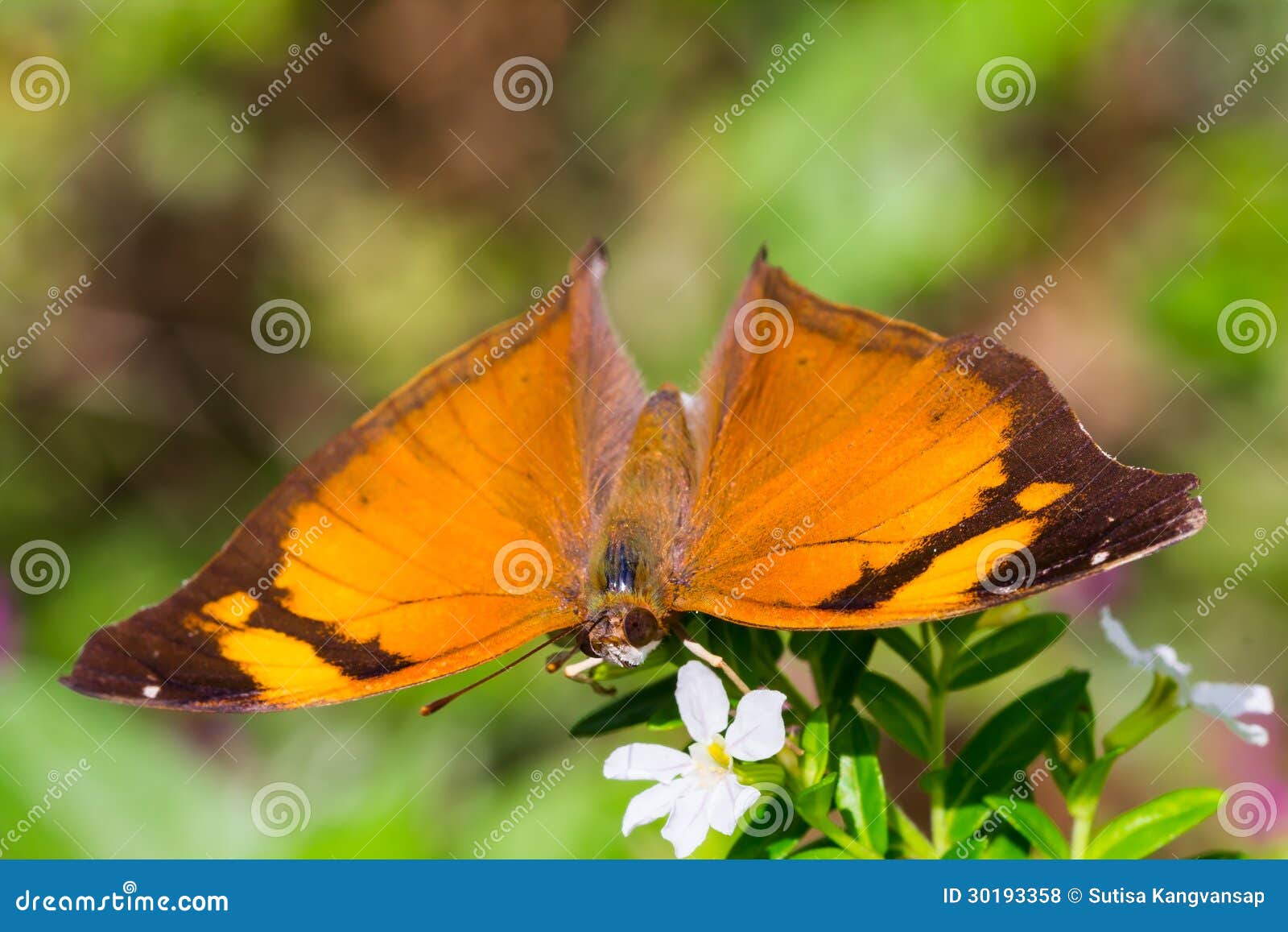 The Autumn Leaf butterfly stock photo. Image of blue - 30193358
