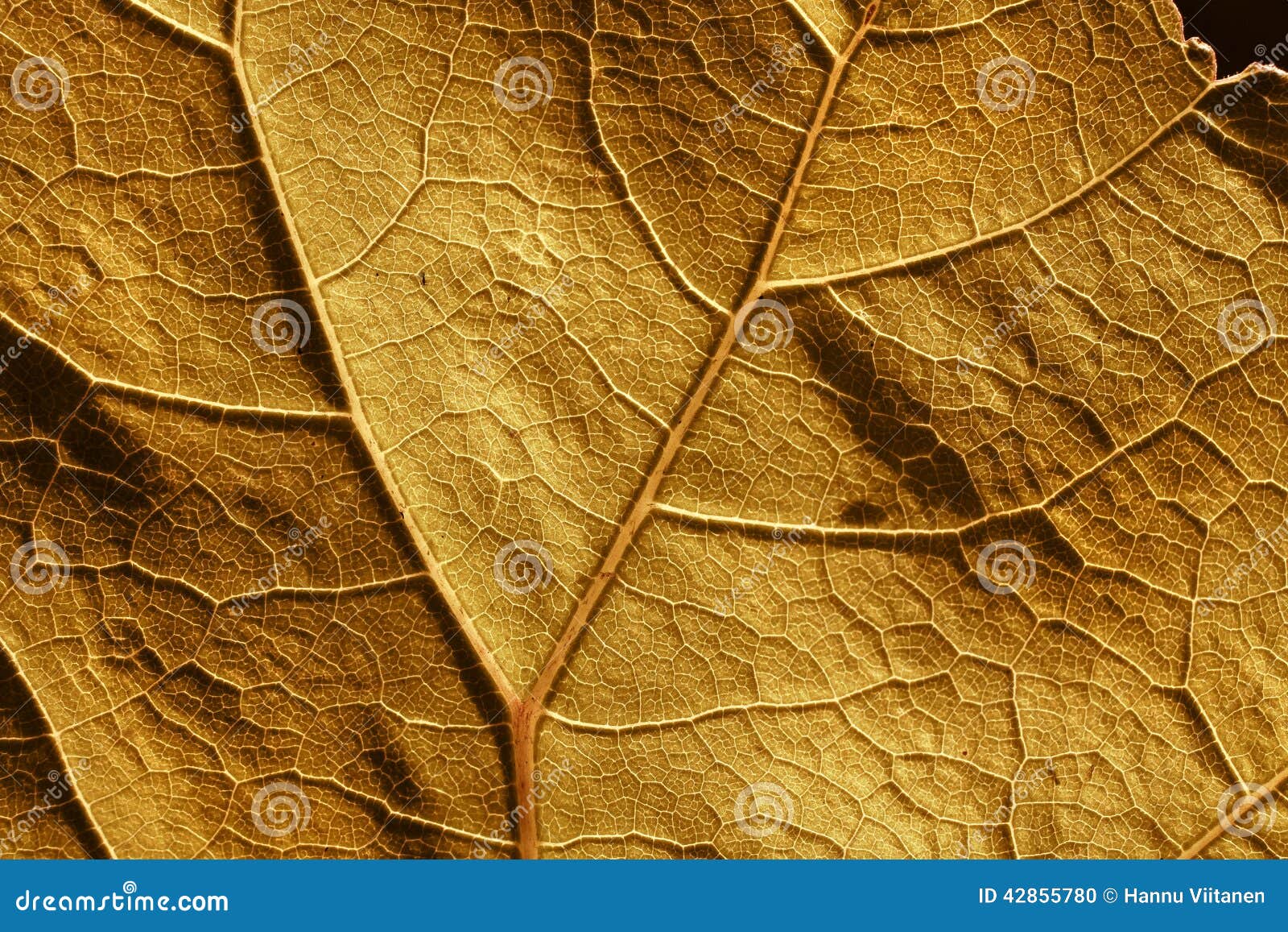 Autumn Leaf Cell Structure and Veins Stock Photo - Image of autumn ...