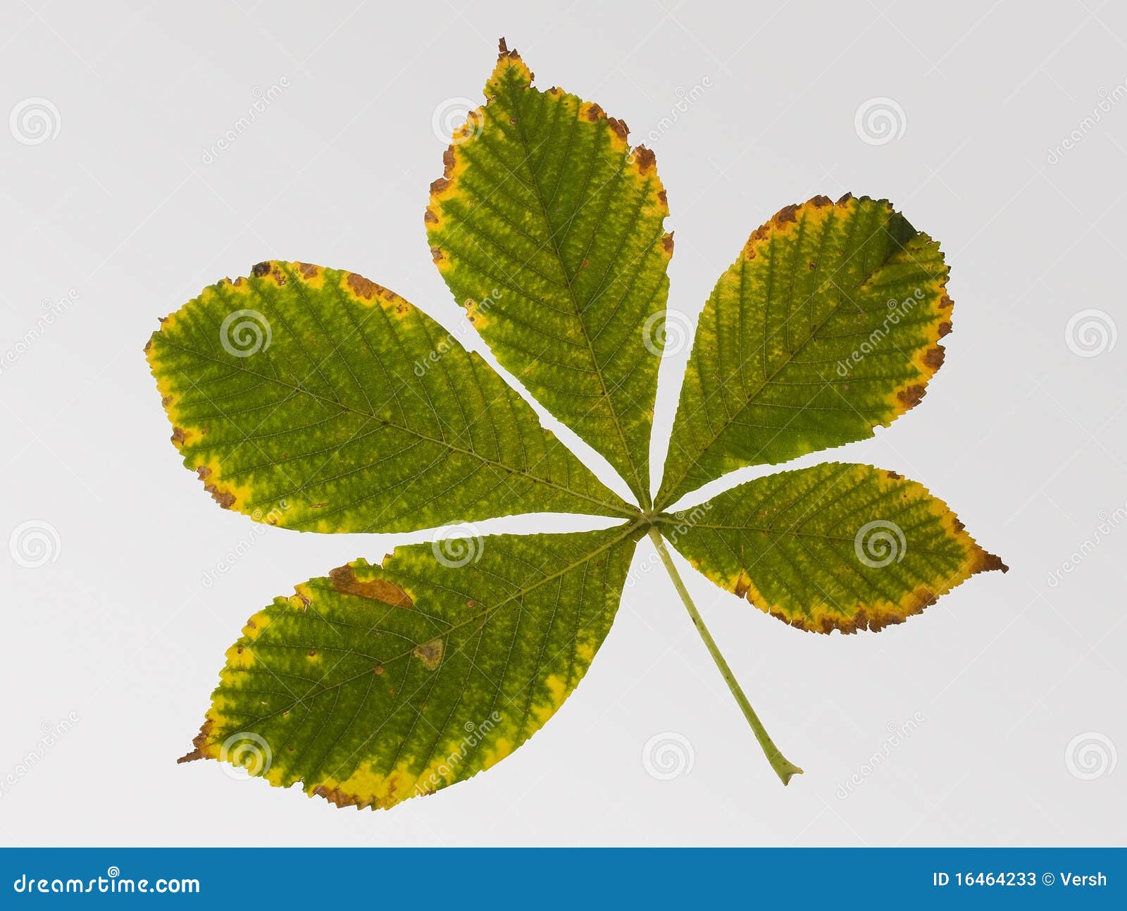 Autumn Leaf of Chestnut Tree Stock Image - Image of closeup, isolated ...
