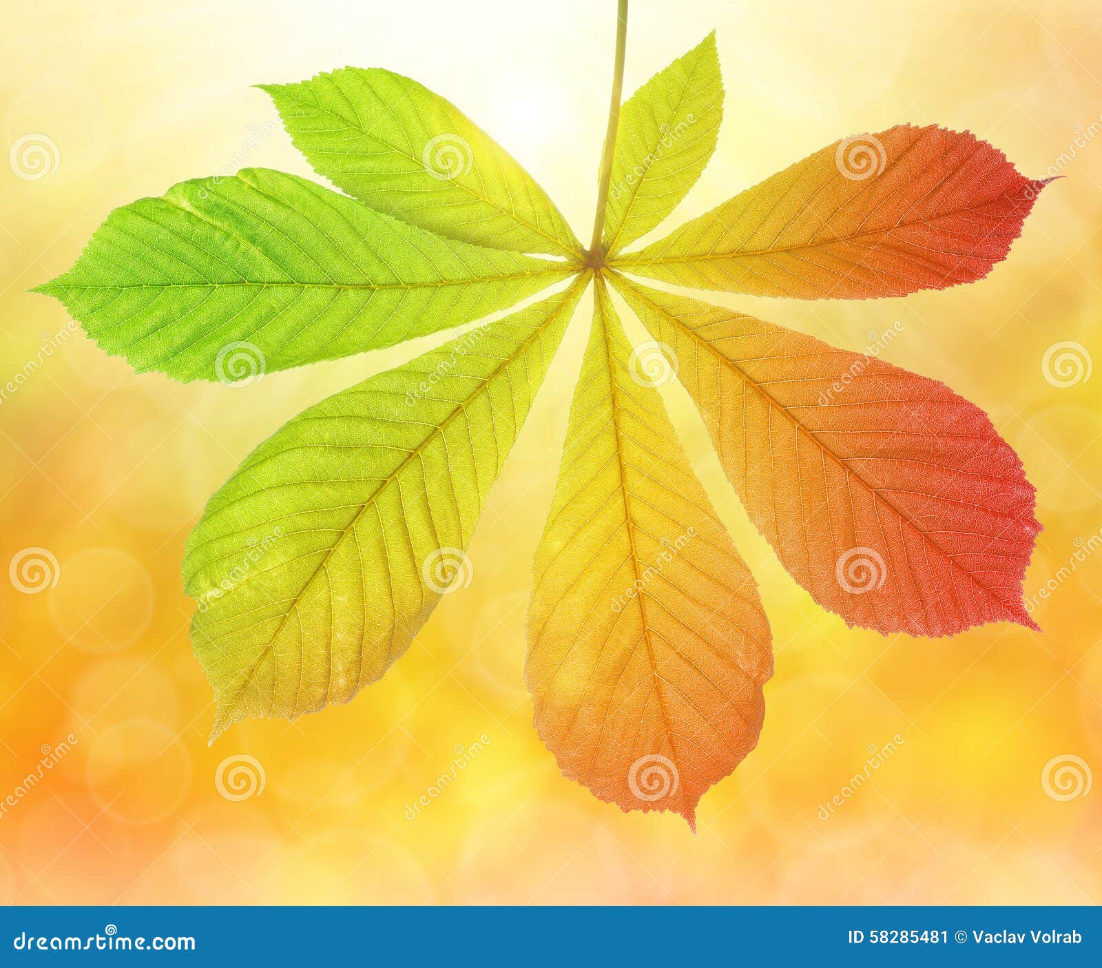 Autumn Leaf of Chestnut Tree Stock Image - Image of autumn, orange ...