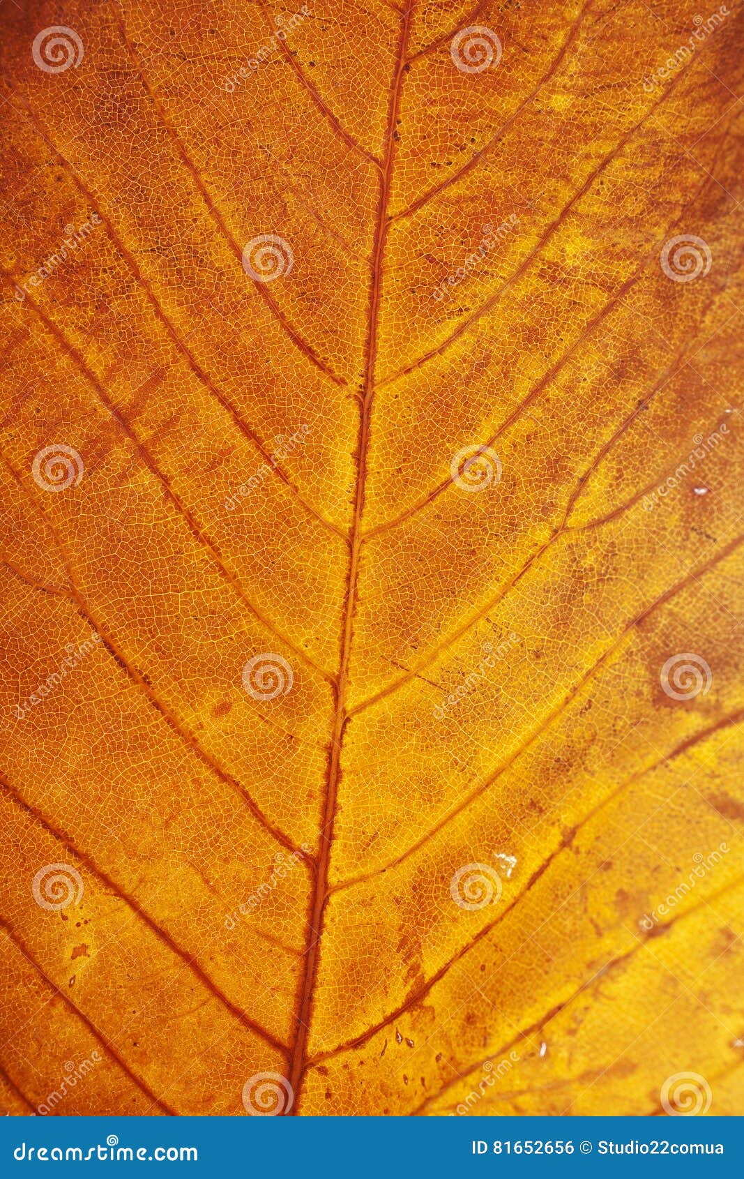 Autumn leaf close up stock photo. Image of leaf, fall - 81652656