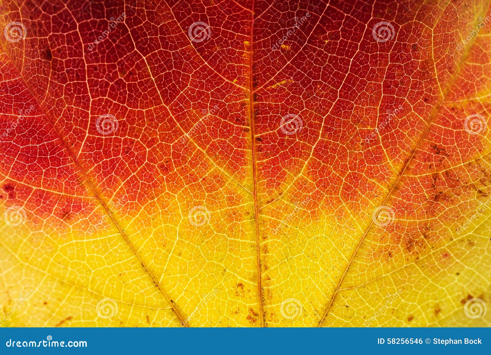 Autumn leaf, close up stock photo. Image of partial, frame - 58256546